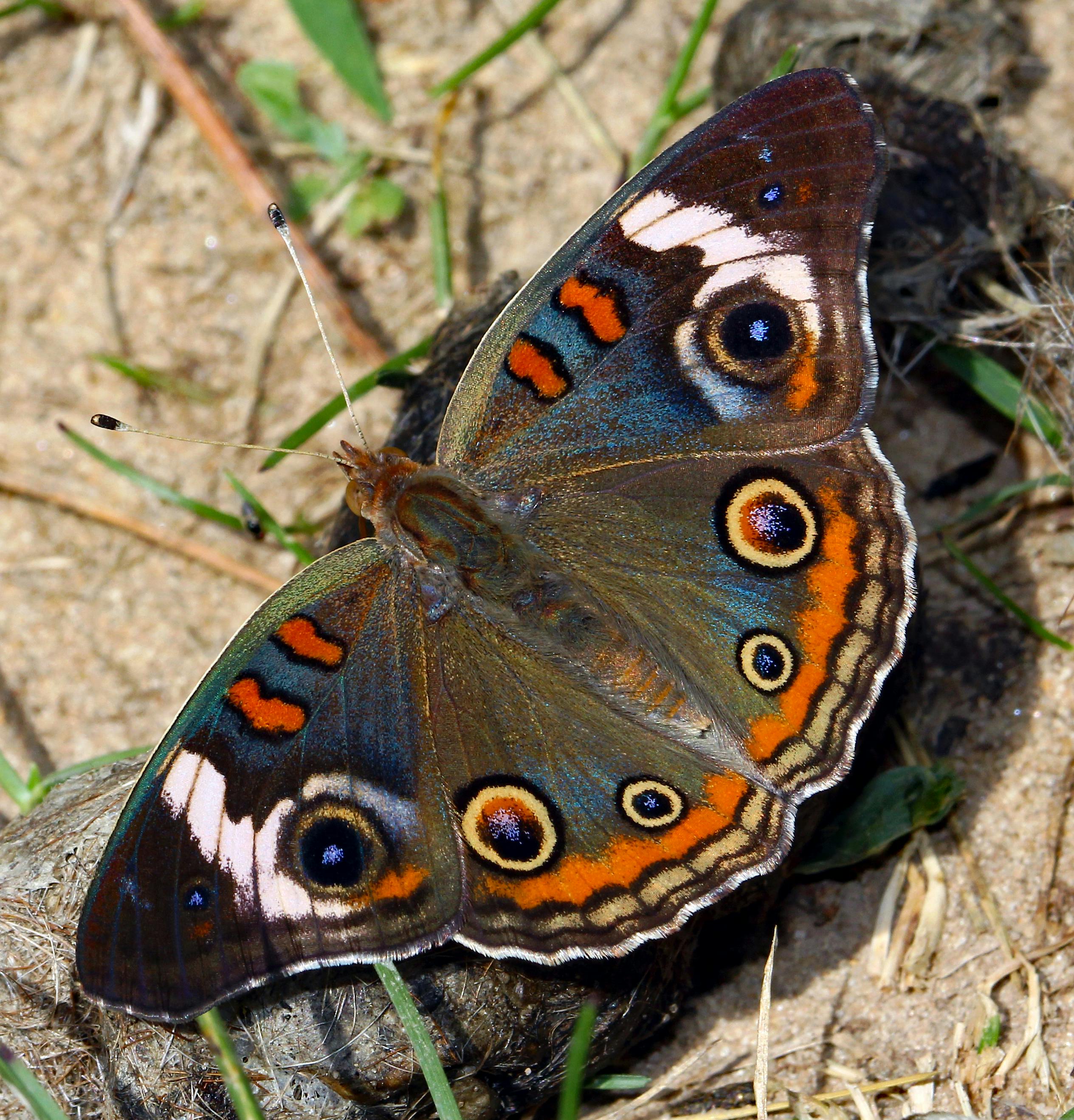 Close-up of the Common Buckeye · Free Stock Photo