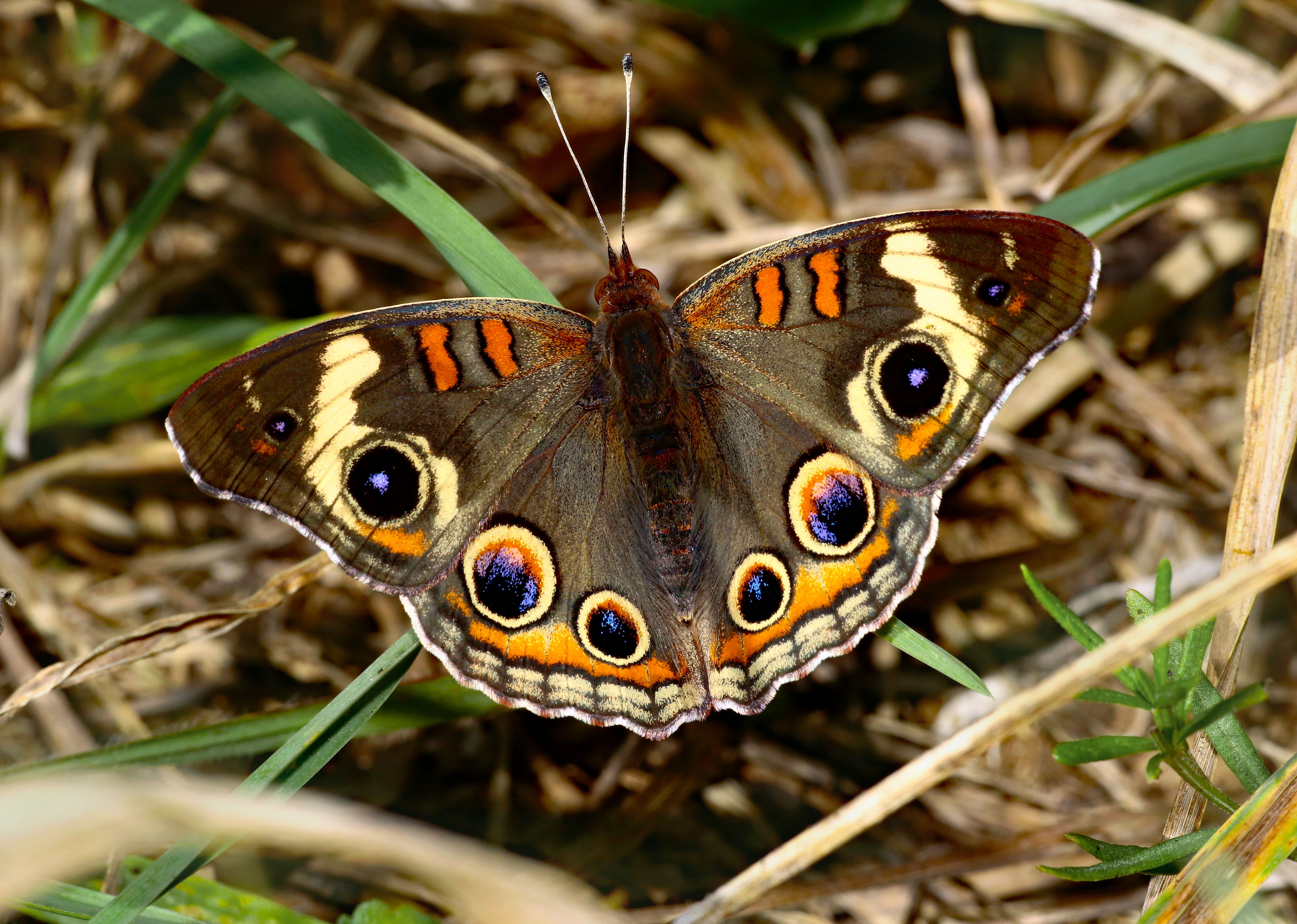 Close-up of the Common Buckeye in Grass · Free Stock Photo