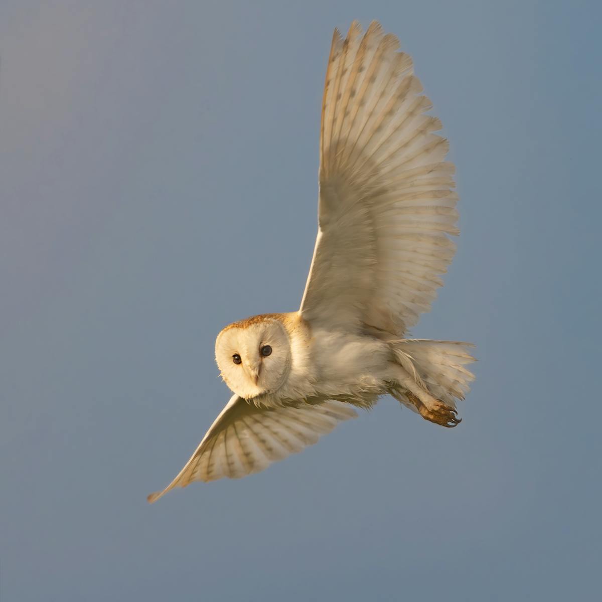 Owl Flying Photos, Download The BEST Free Owl Flying Stock Photos & HD ...