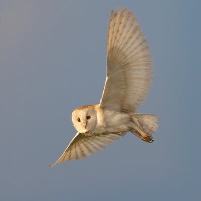 Owl Flying Photos, Download The BEST Free Owl Flying Stock Photos & HD ...