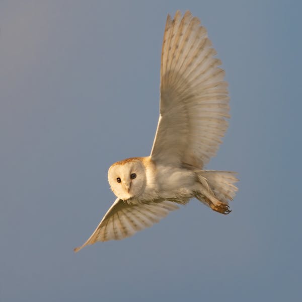 Owl Flying Photos, Download The BEST Free Owl Flying Stock Photos & HD ...