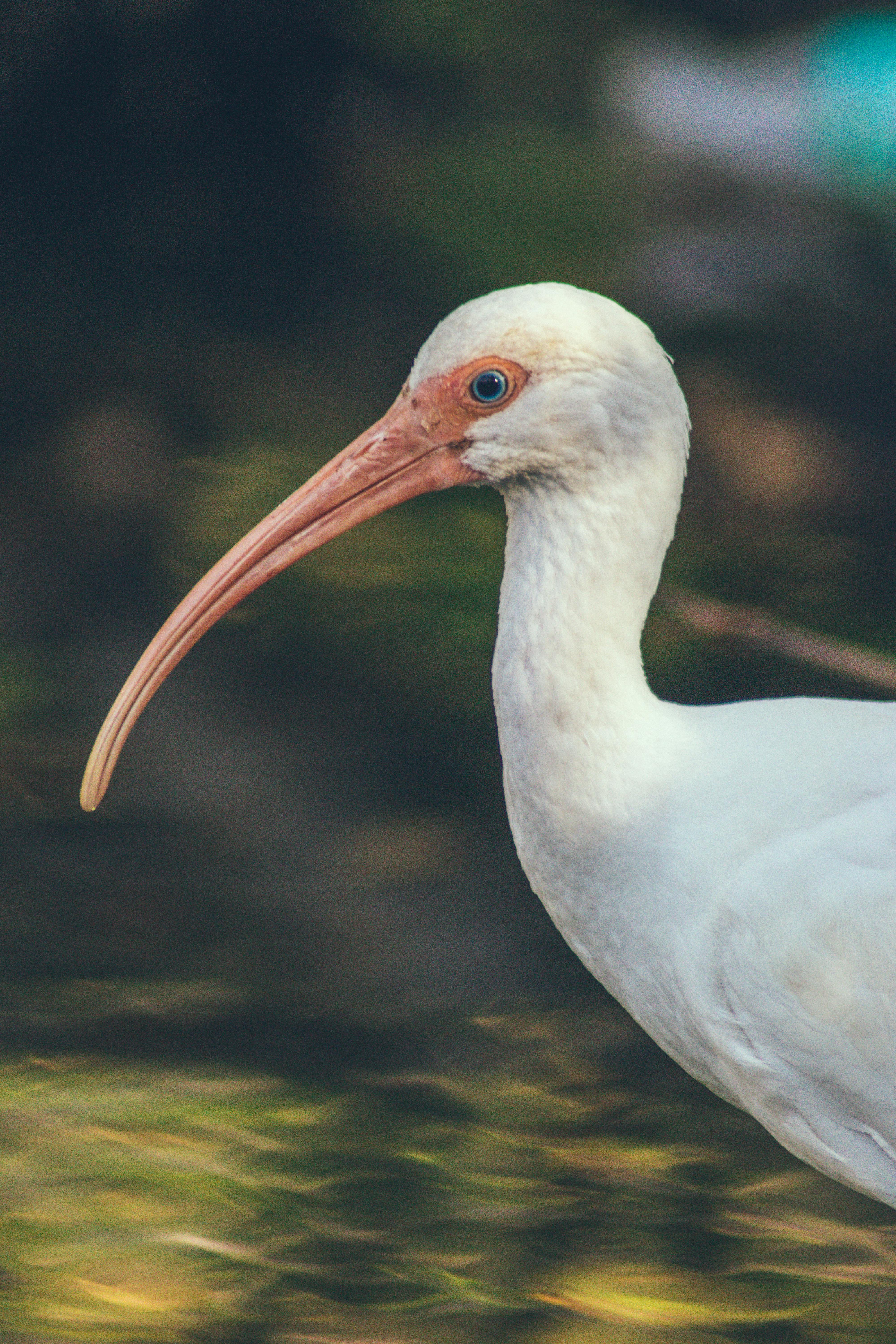 Photo of the American White Ibis · Free Stock Photo