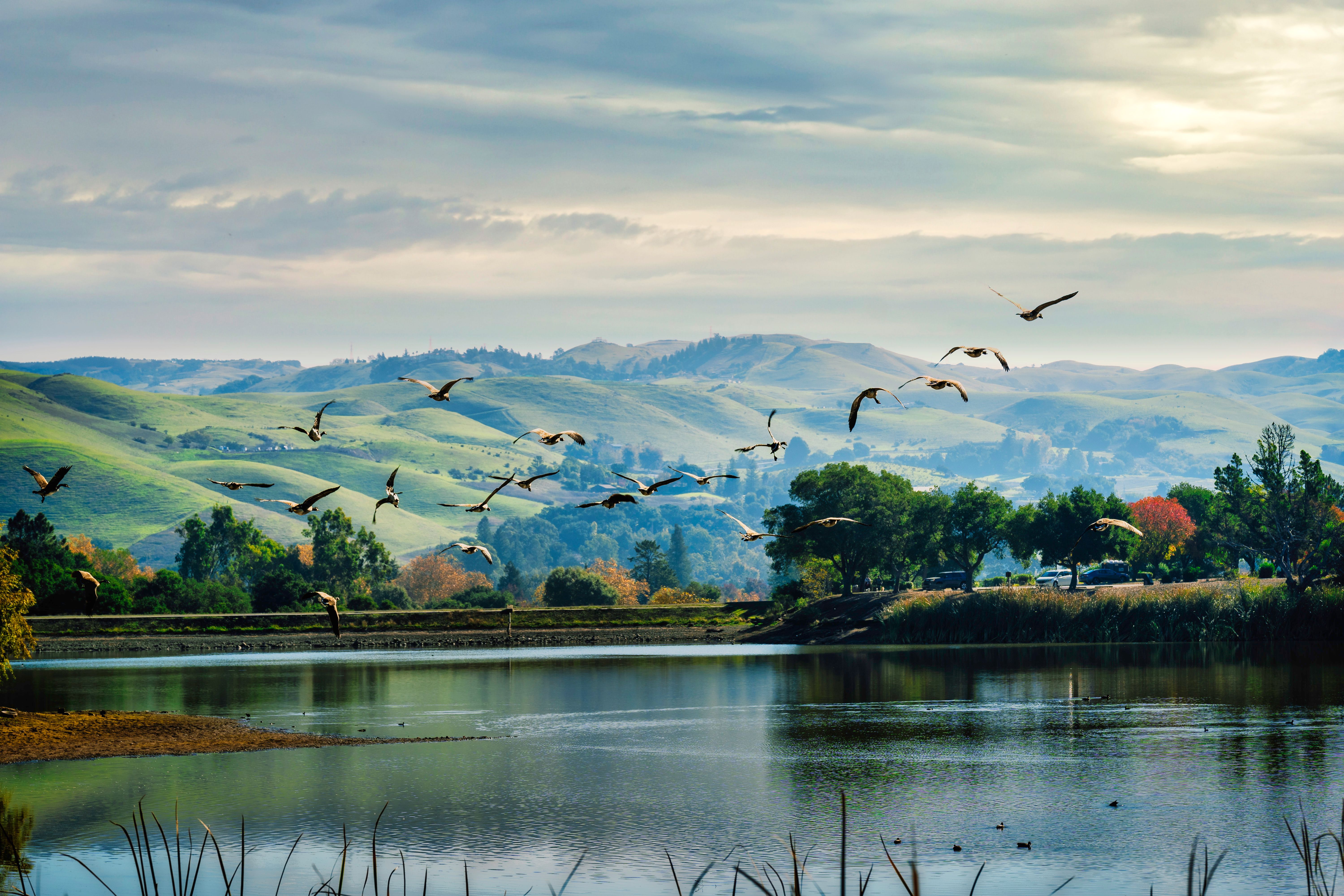Birds Flying Over a Lake · Free Stock Photo
