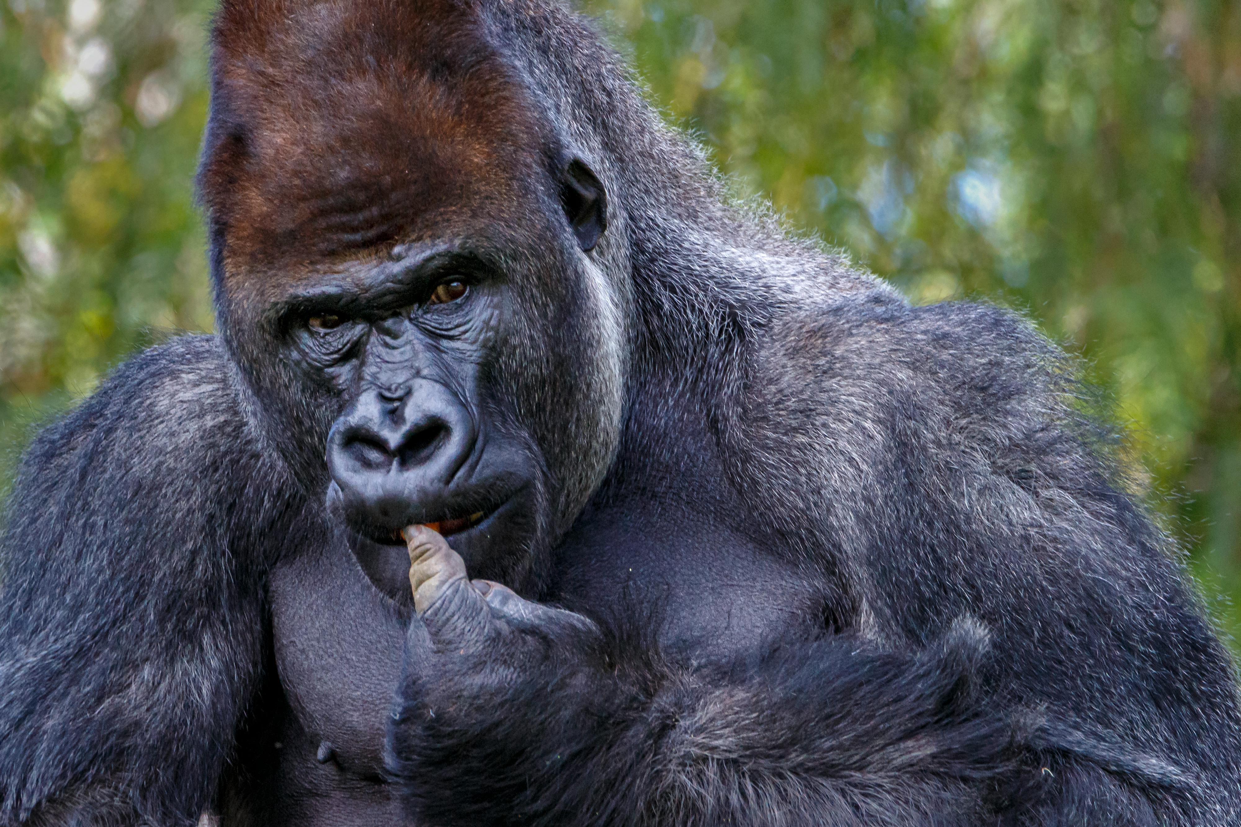 Silverback Gorilla Family Photos, Download The BEST Free Silverback ...