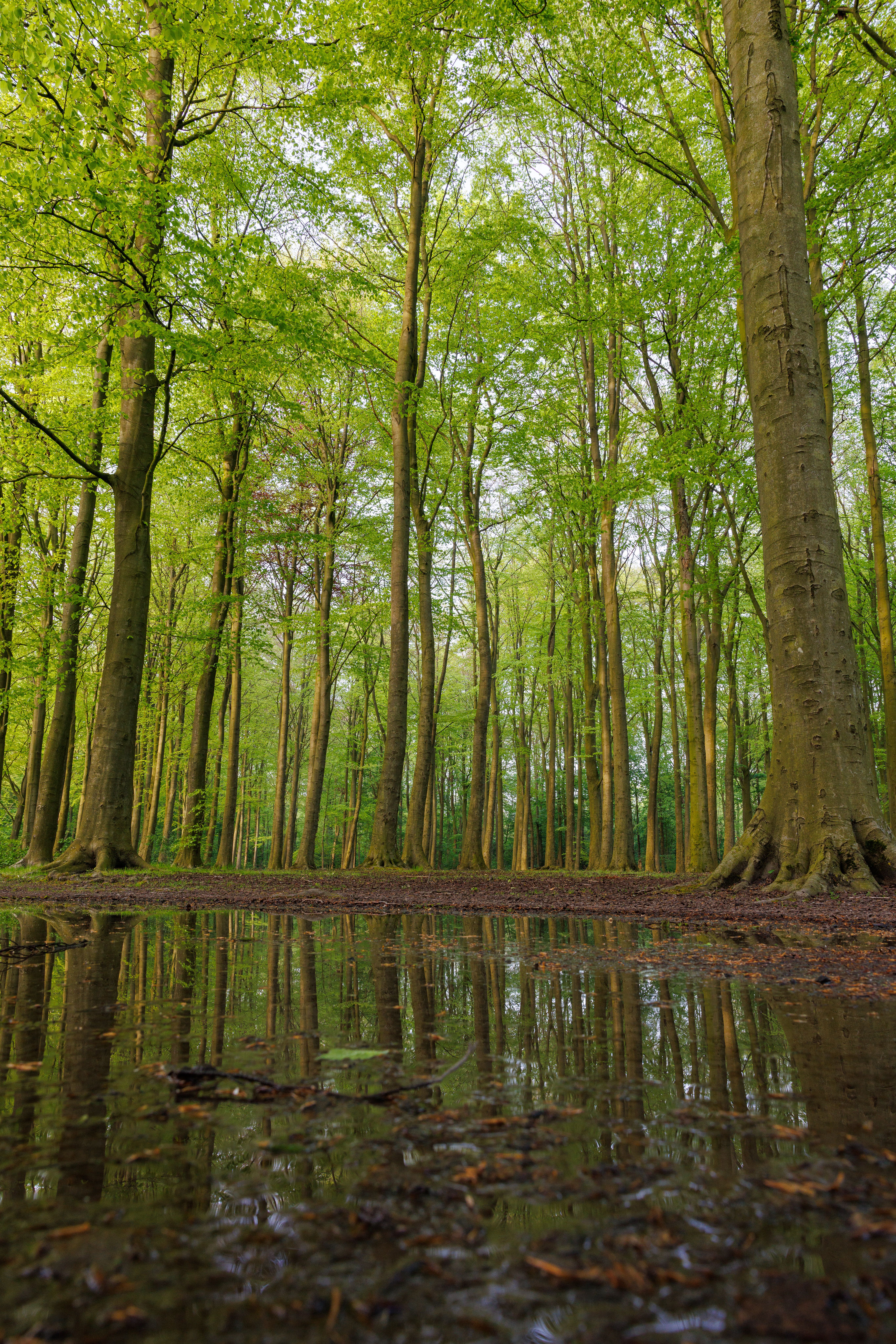 A forest with green trees and water · Free Stock Photo