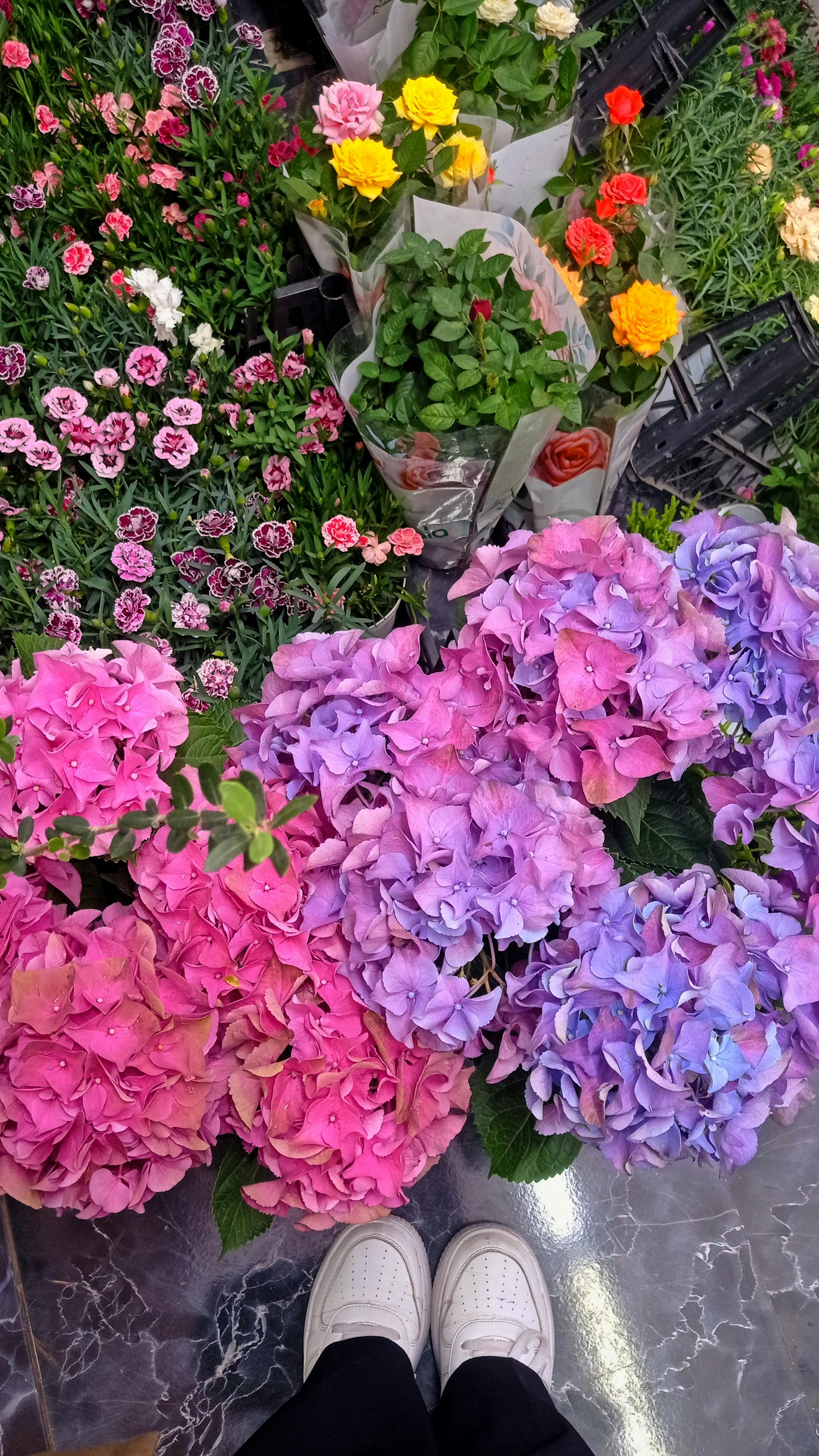 Flowers Variations Photos, Download The BEST Free Flowers Variations ...