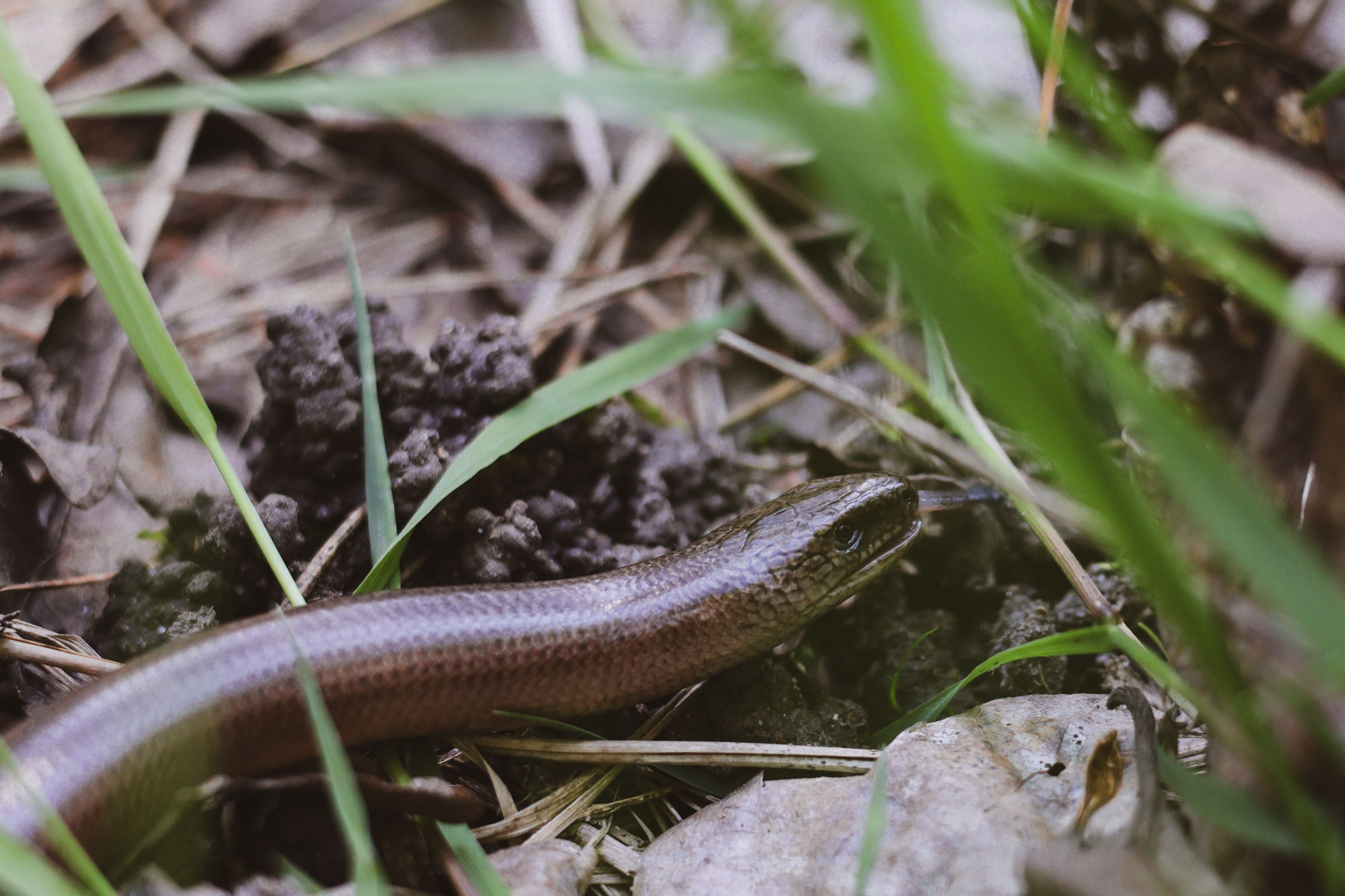 A snake is laying on the ground in the grass · Free Stock Photo
