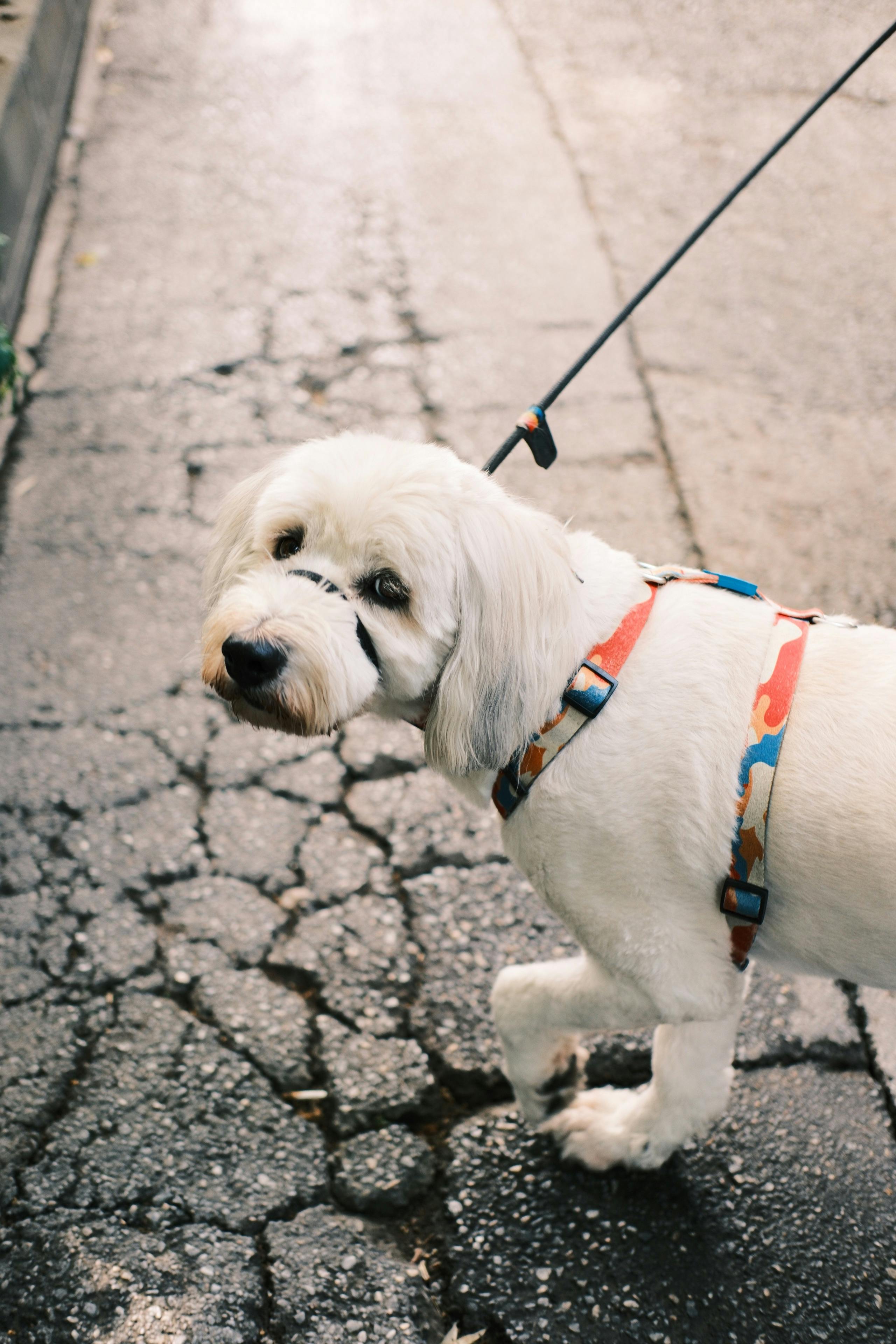Bling Leash Photos, Download The BEST Free Bling Leash Stock Photos ...