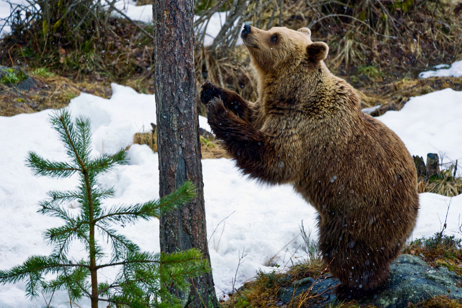 Standing Bear Photos, Download The BEST Free Standing Bear Stock Photos ...
