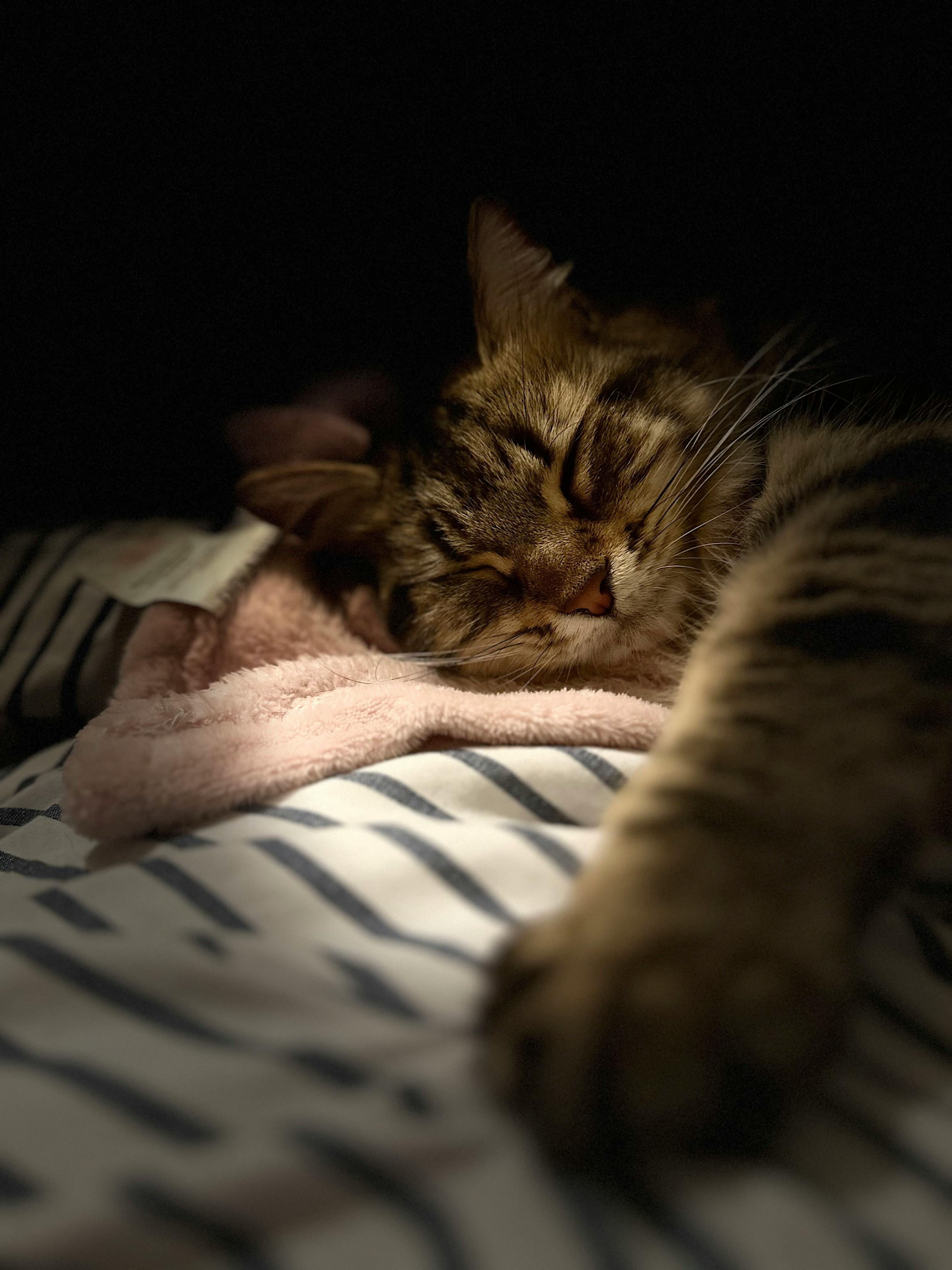 6,000+张最精彩的“Sleeping Knights”图片 · 100%免费下载 · Pexels素材图片