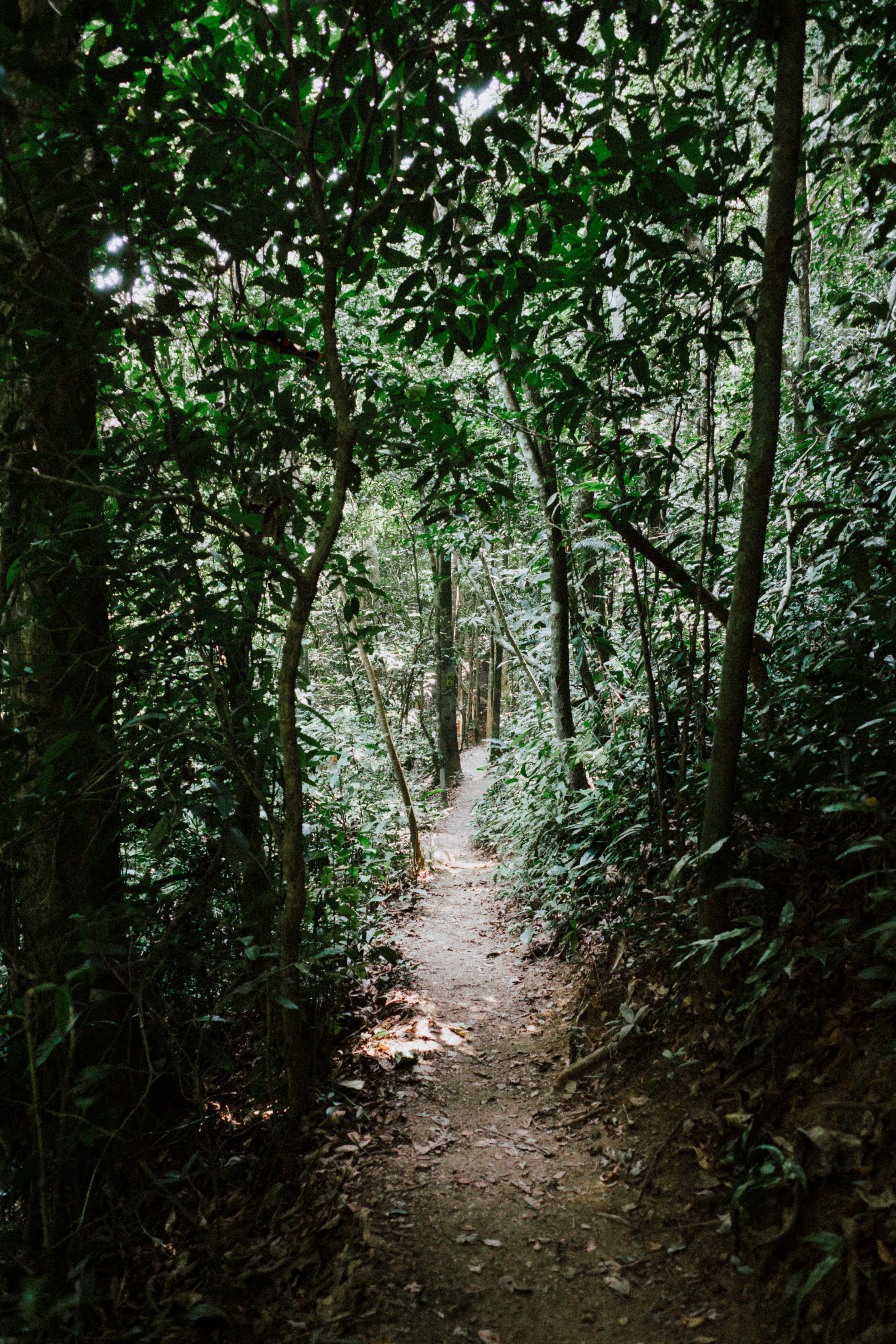 Lush Green Pathway in Tropical Rainforest · Free Stock Photo