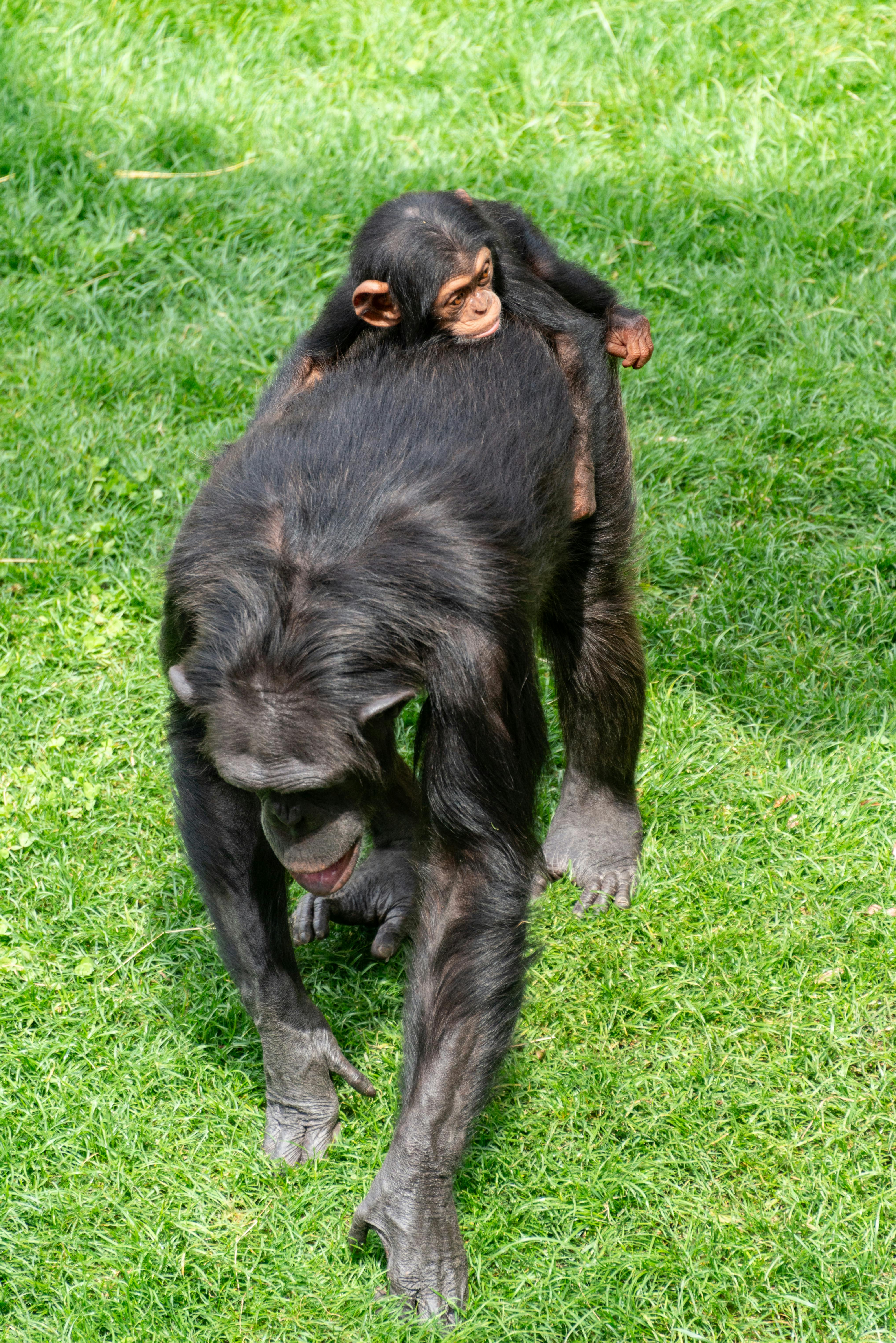 Two Chimps on the Ground · Free Stock Photo
