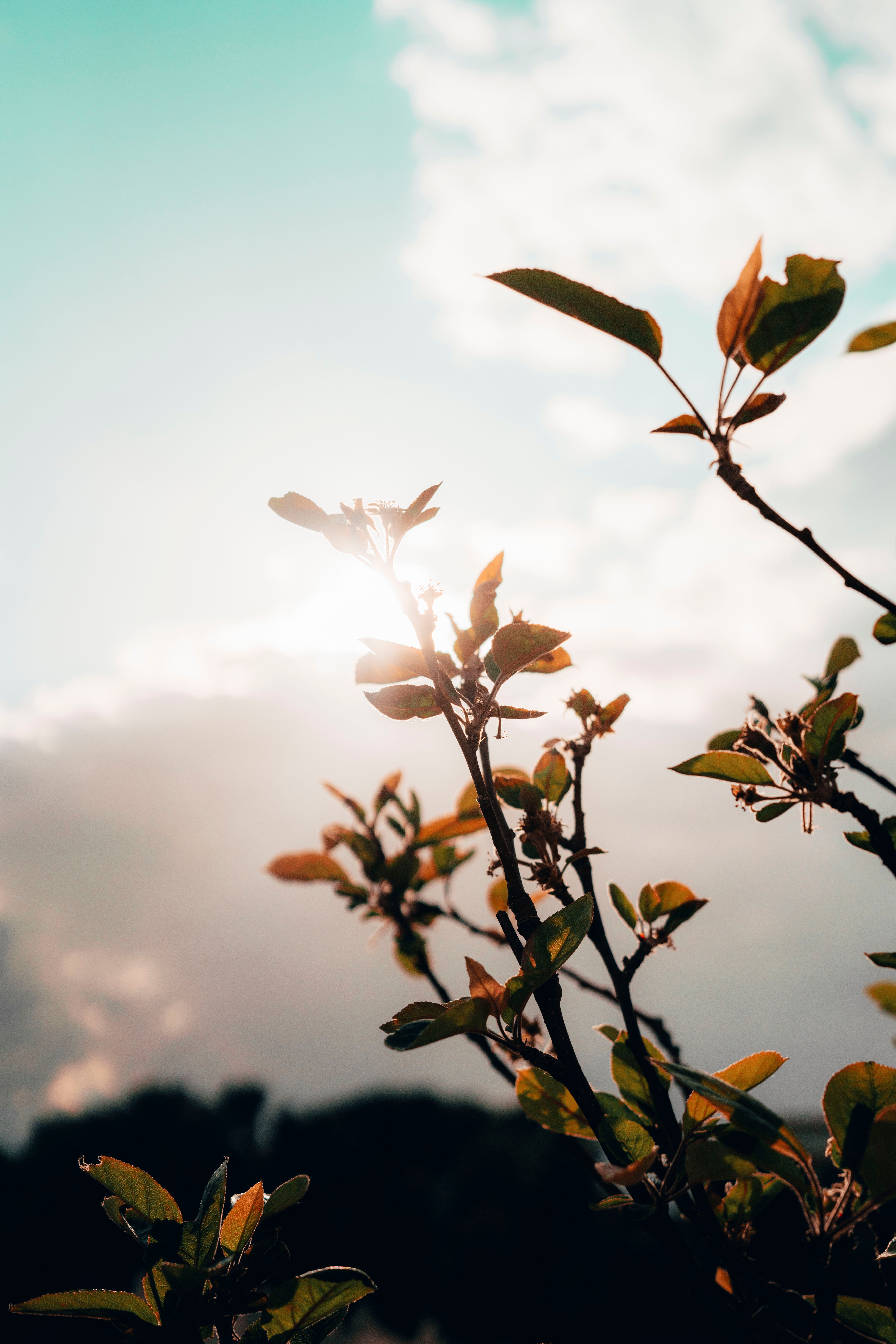 Botany Photos, Download The BEST Free Botany Stock Photos & HD Images