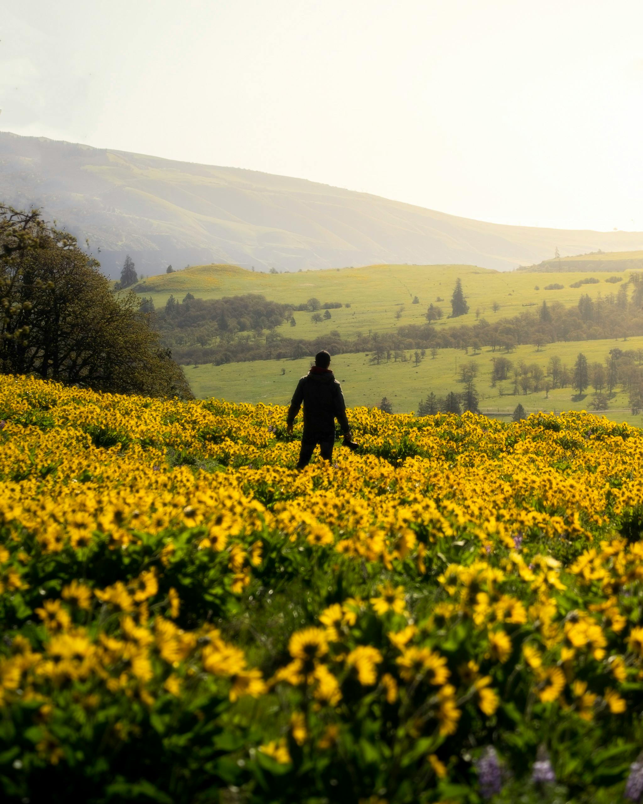 Person Standing On Flower Field · Free Stock Photo