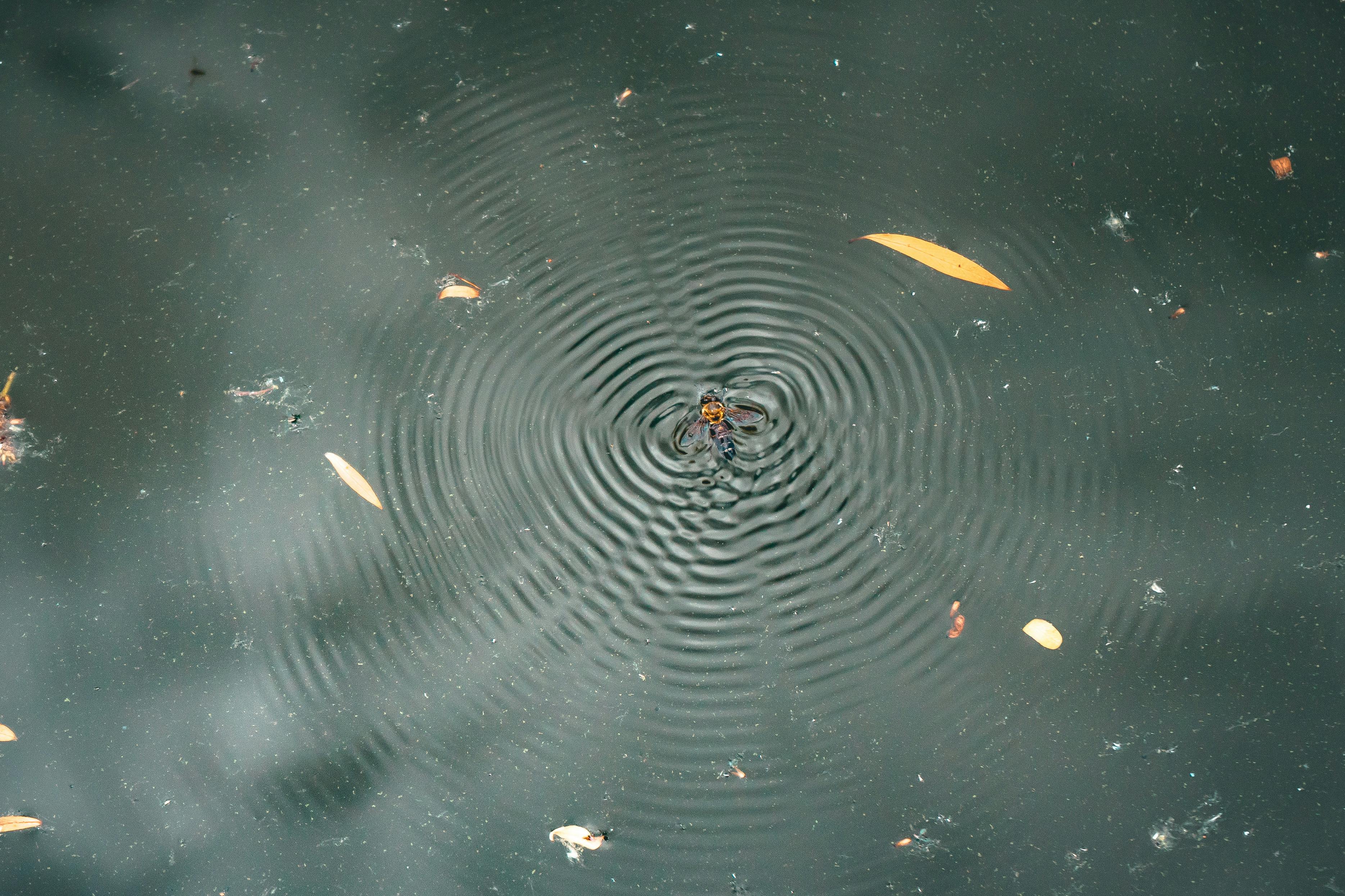 Spider On Water · Free Stock Photo