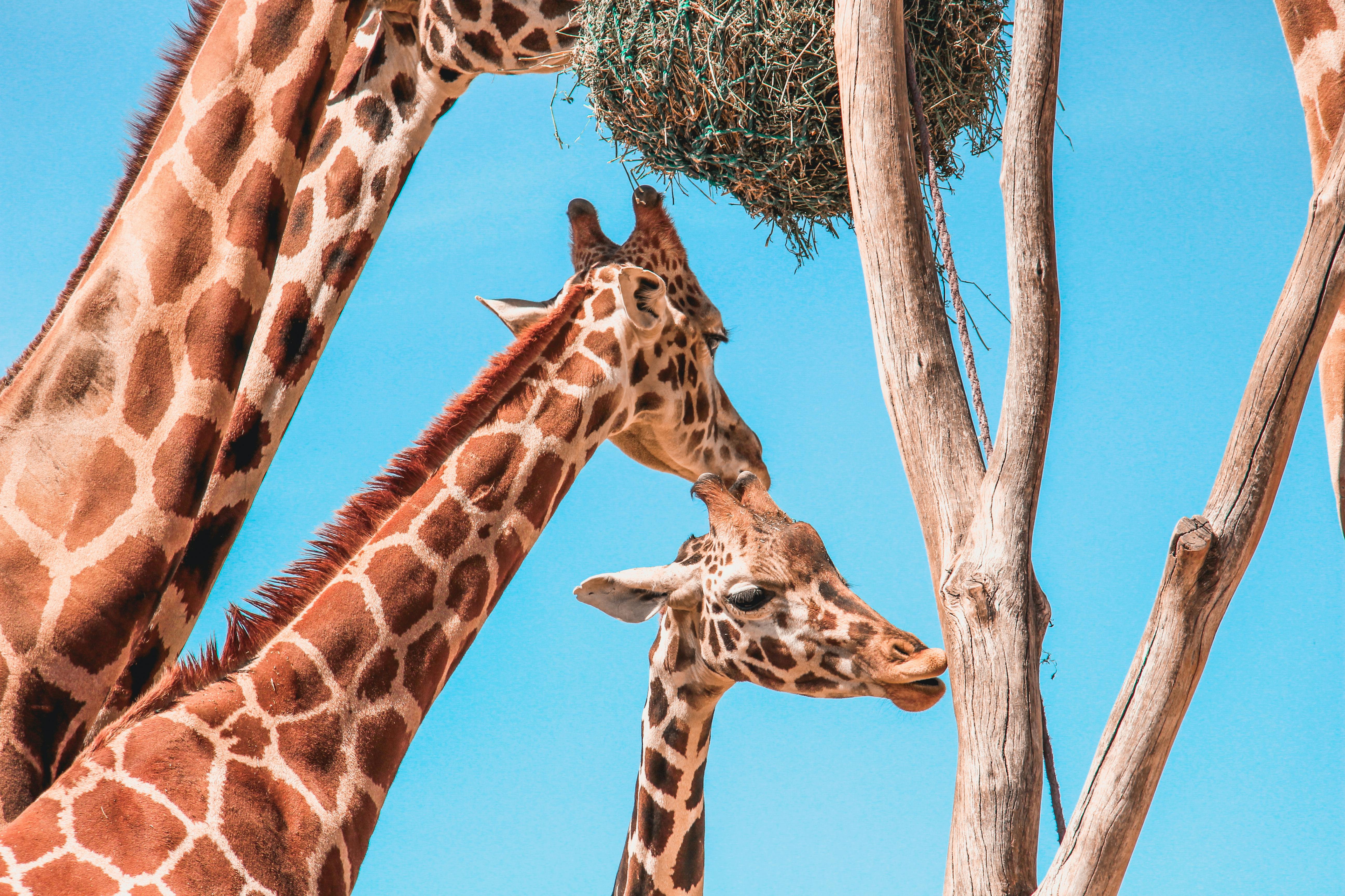 Brown Giraffes · Free Stock Photo