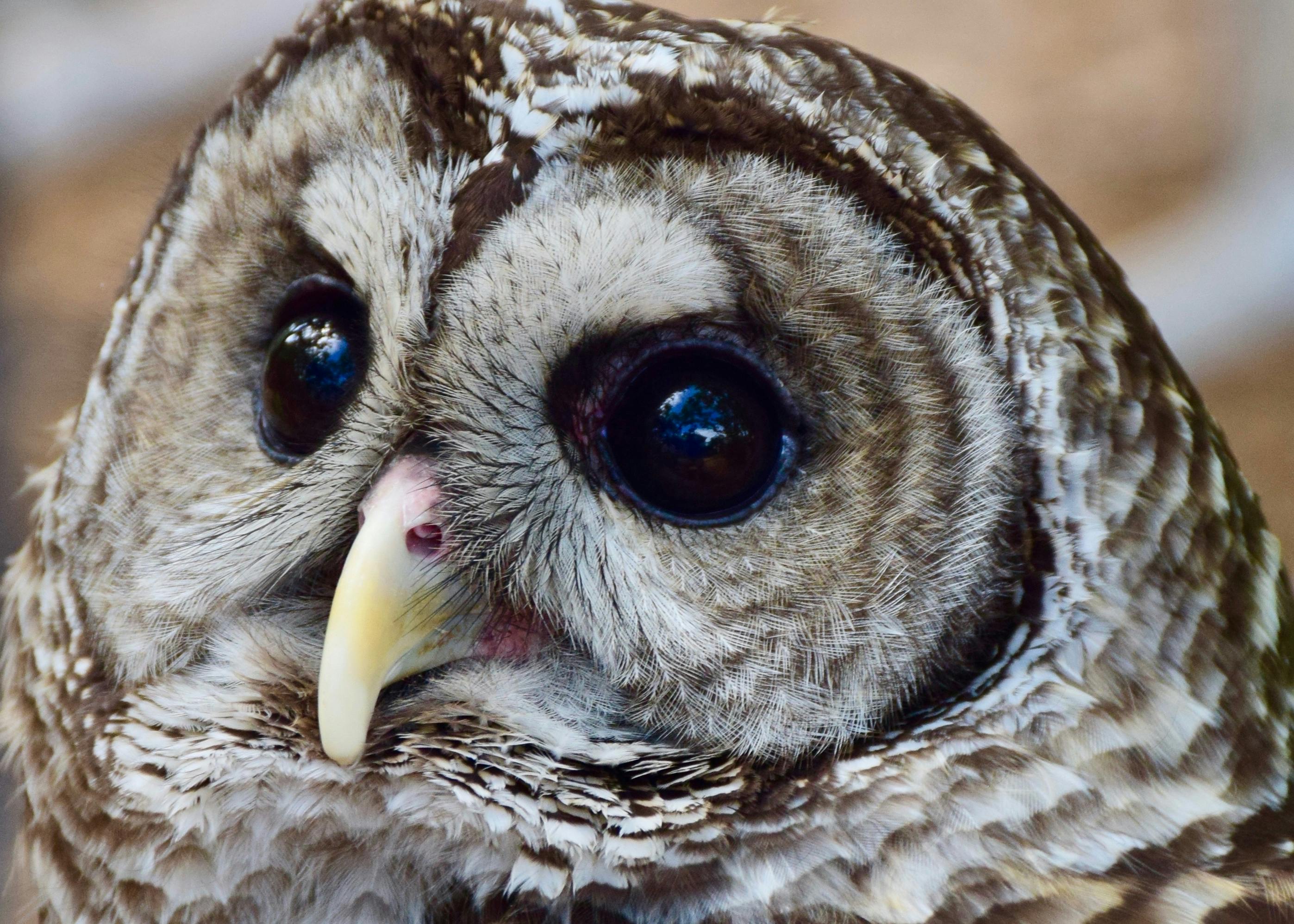 Shallow Focus Photography Of Owl · Free Stock Photo