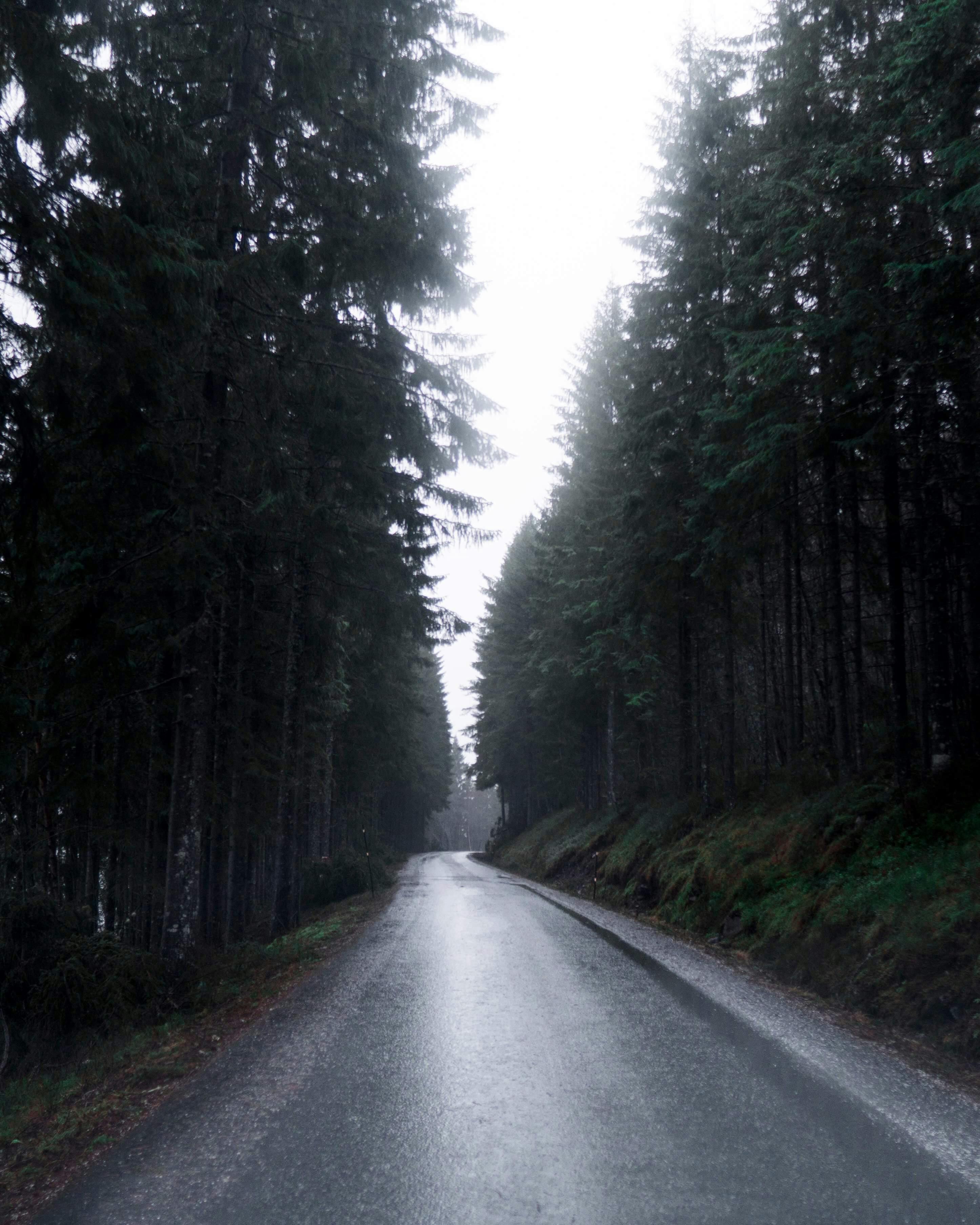 Photo of Trees Near Road · Free Stock Photo