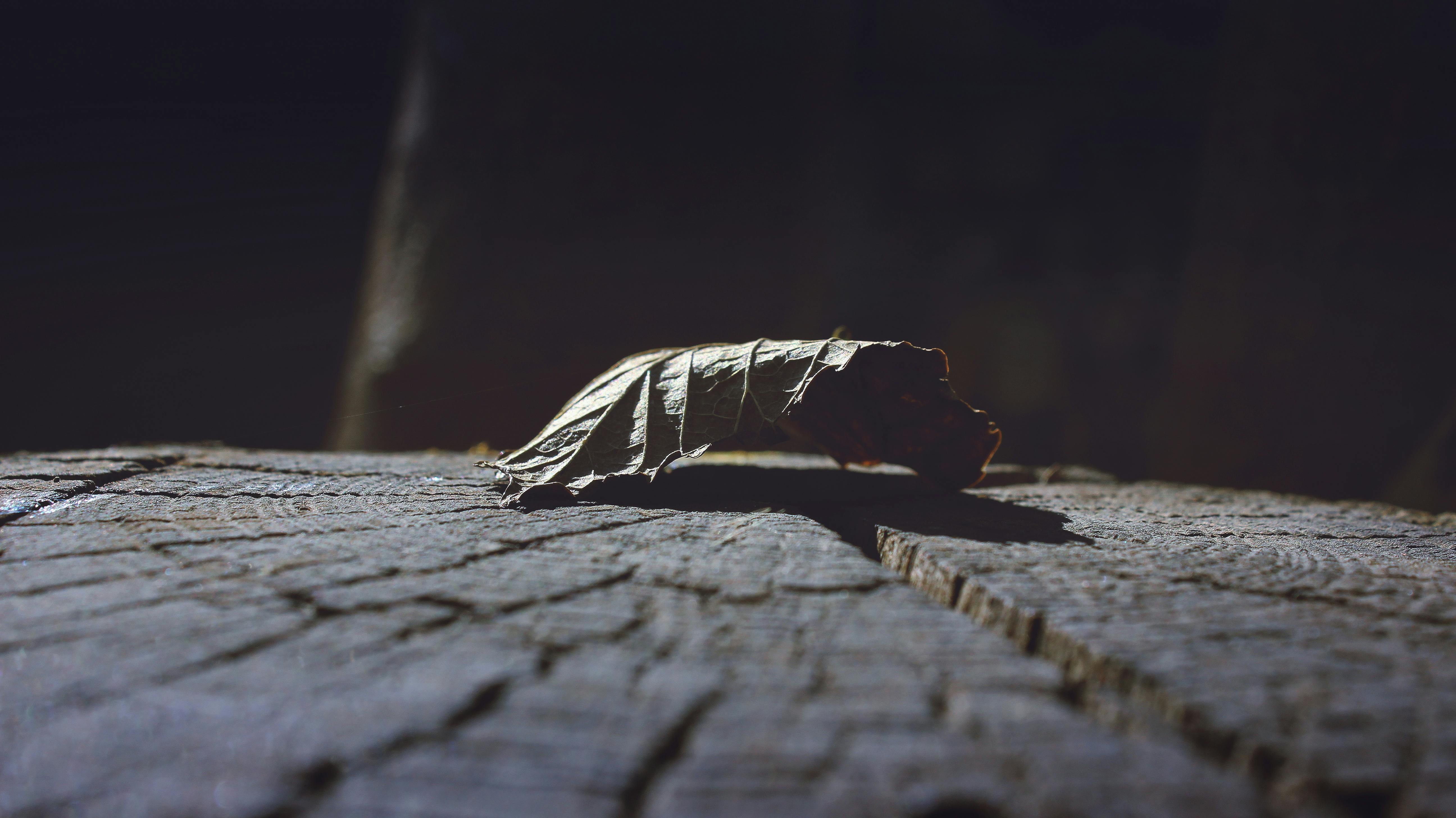 Man in Black Puffer Jacket and Distress Jeans Sitting in Couch · Free ...