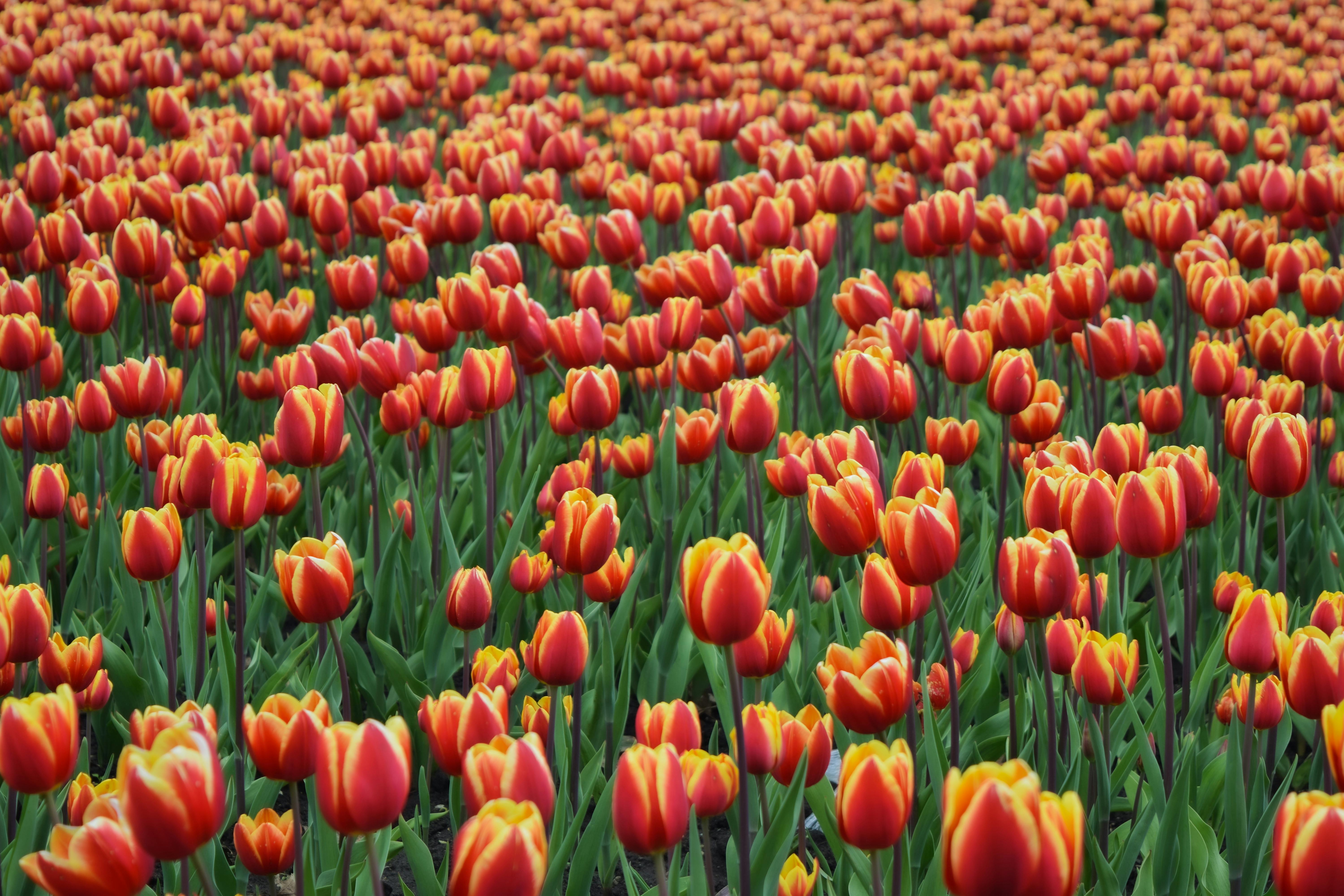 Photo of Red Tulip Field · Free Stock Photo
