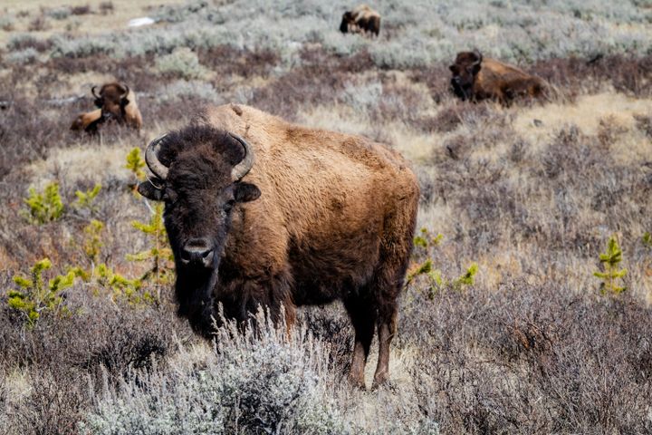 European Bison Conservation Status in Europe Today