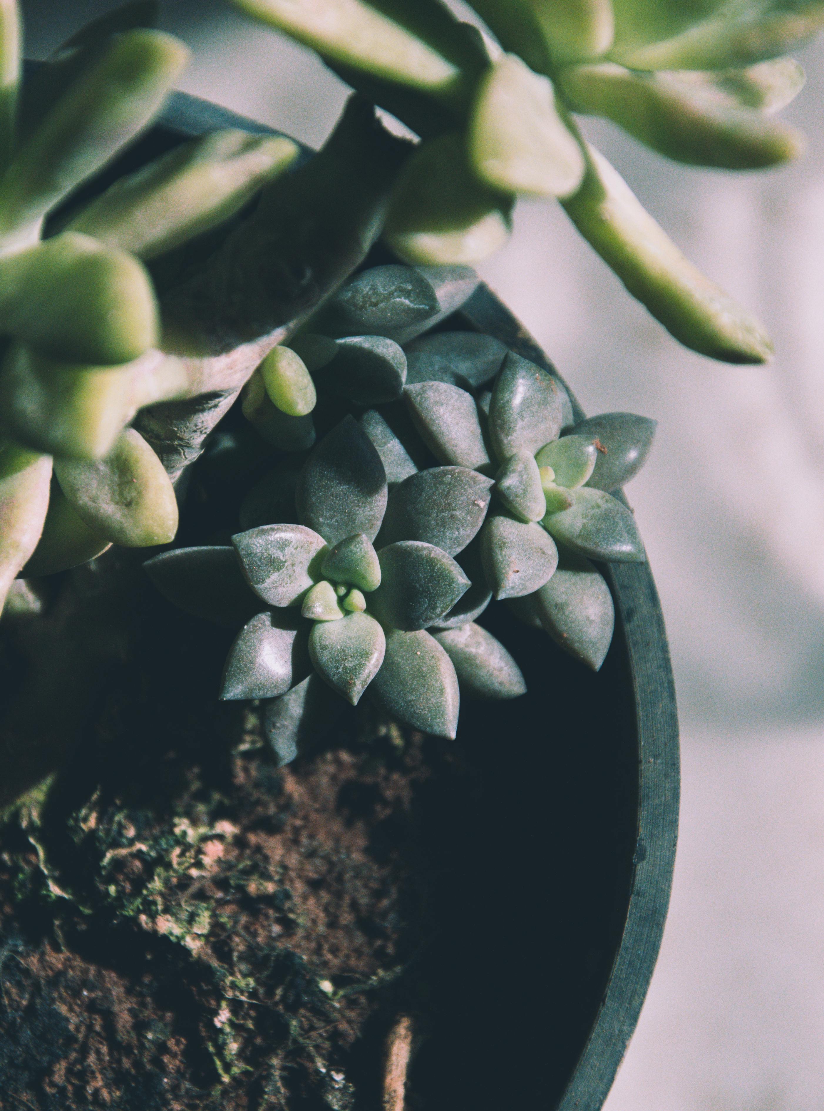 Green Succulents · Free Stock Photo