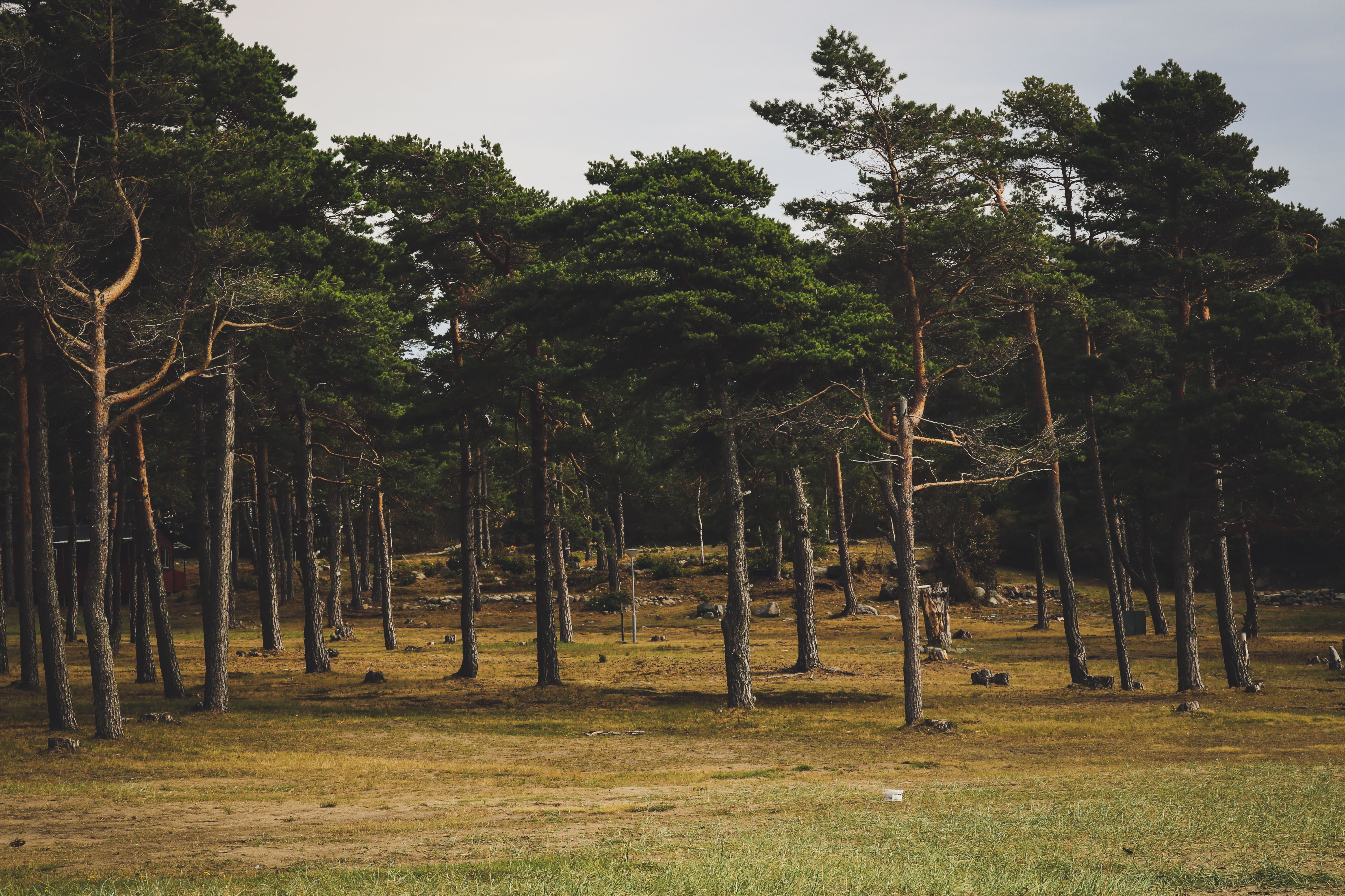 Photo of Tall Trees · Free Stock Photo