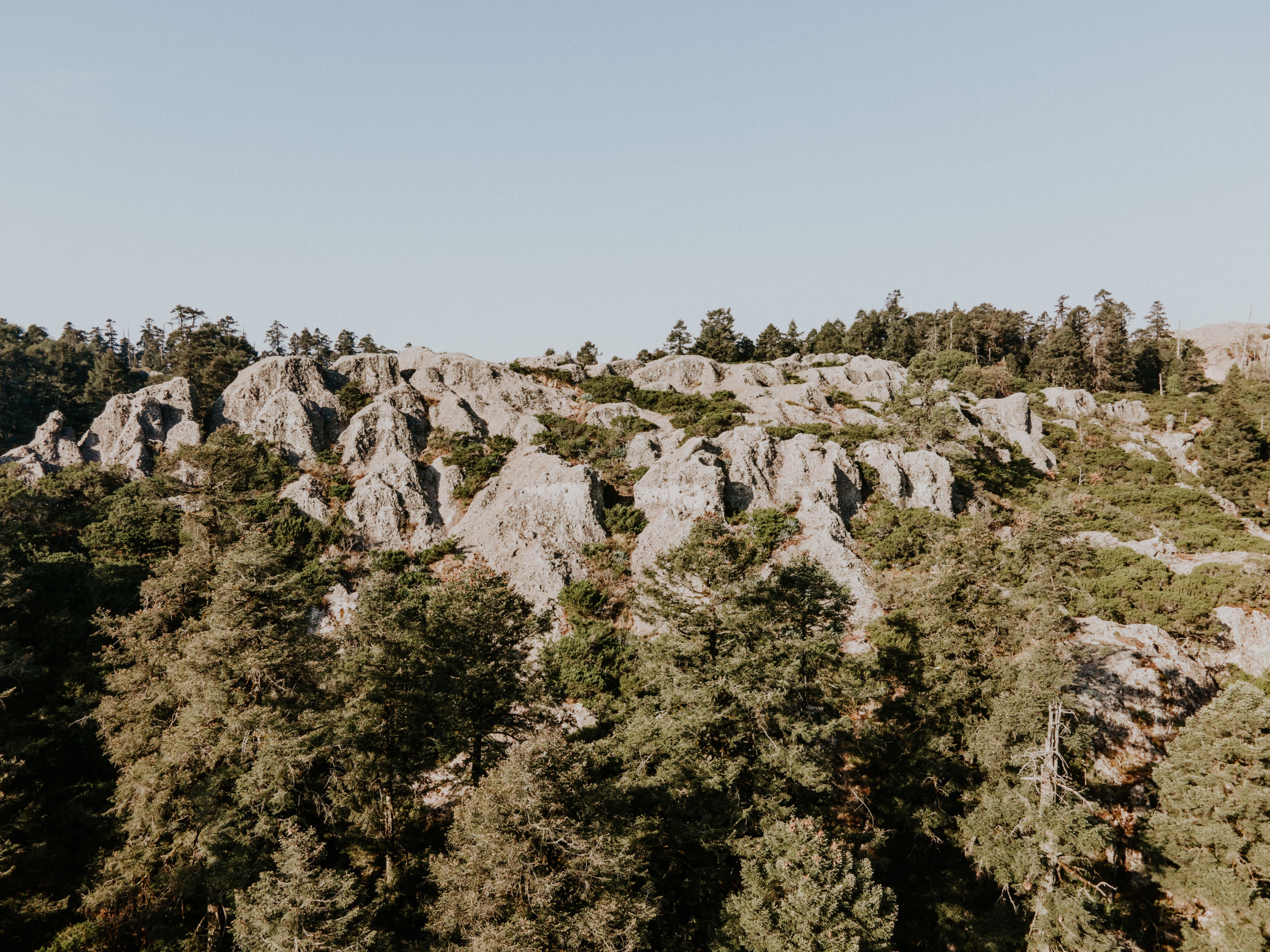 Coniferous Forest Landscape · Free Stock Photo