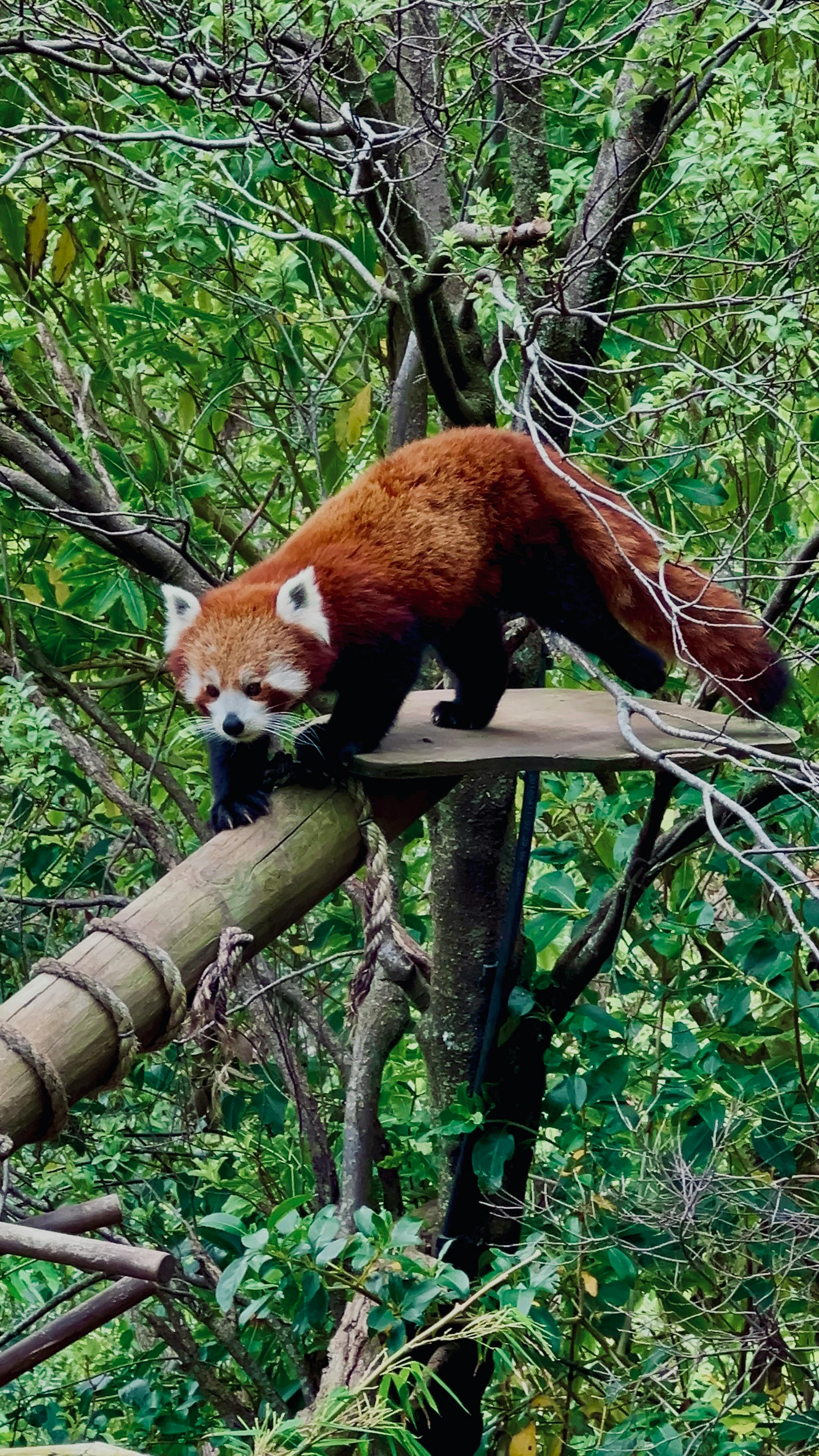 Red Panda in Zoo · Free Stock Photo