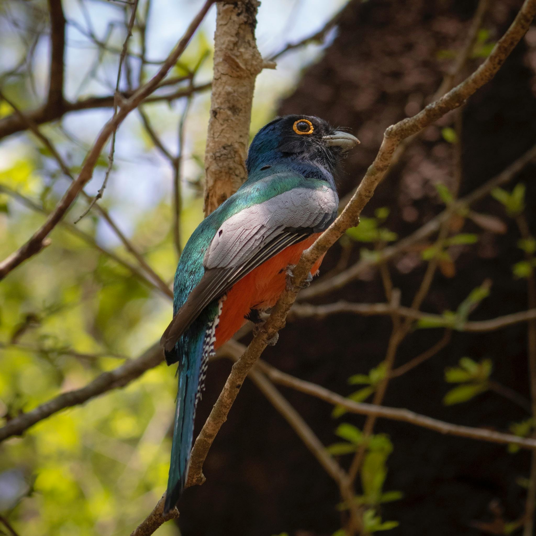 Close-up of a Red-Bellied Trogon on a Branch · Free Stock Photo