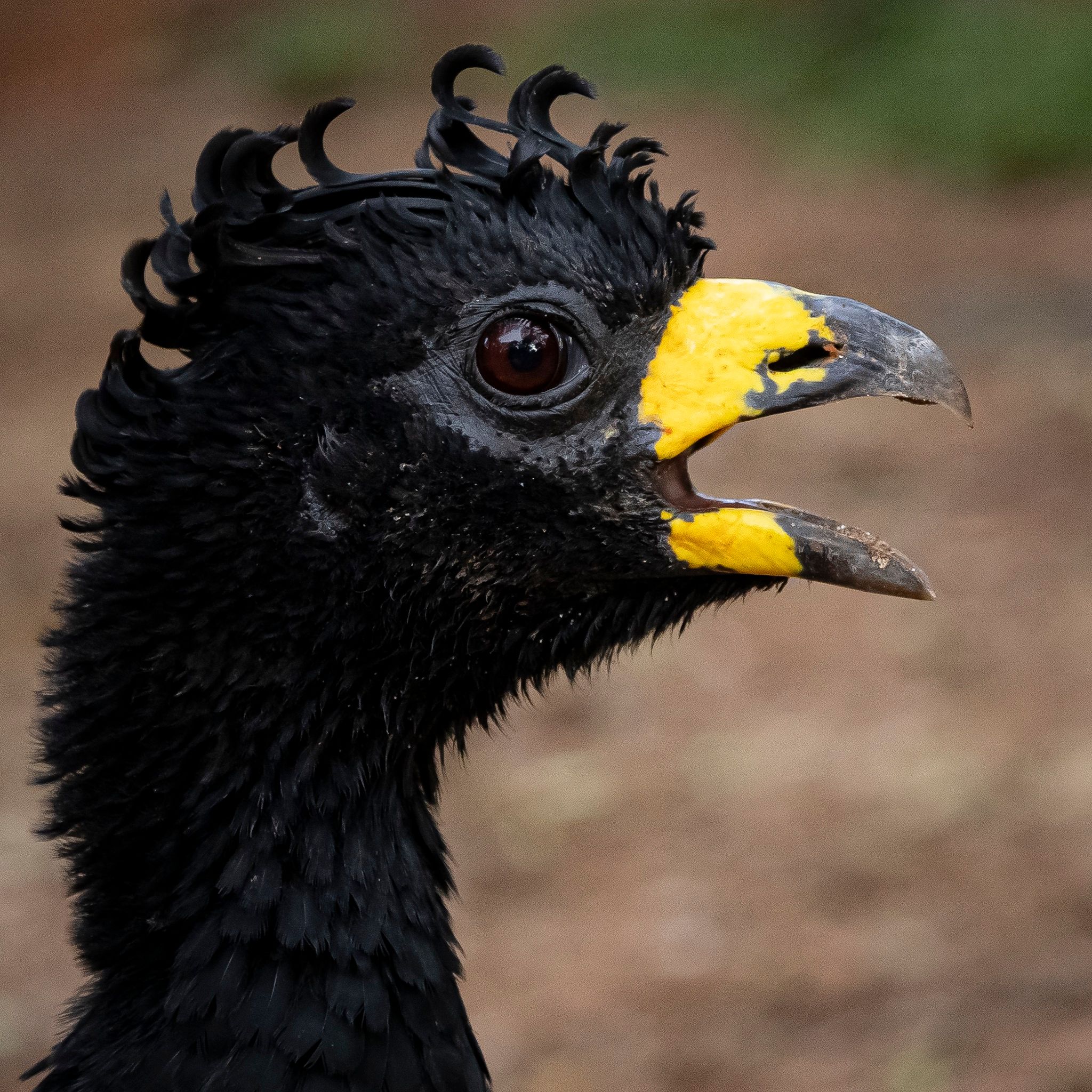 Portrait of Black Curassow Bird · Free Stock Photo