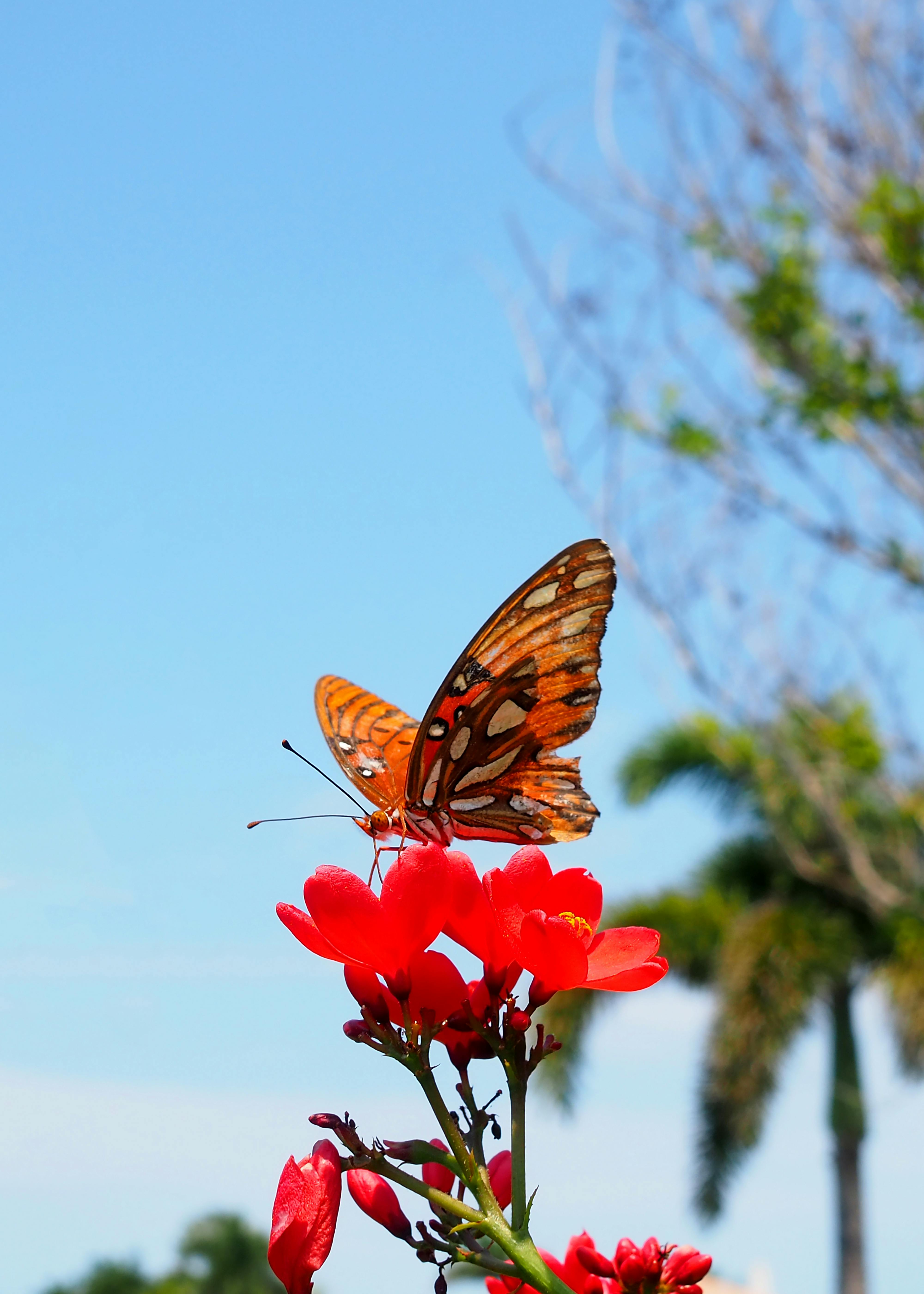 Bugs and Insects 20 Photos & Videos Collected by Alexa Heinrich