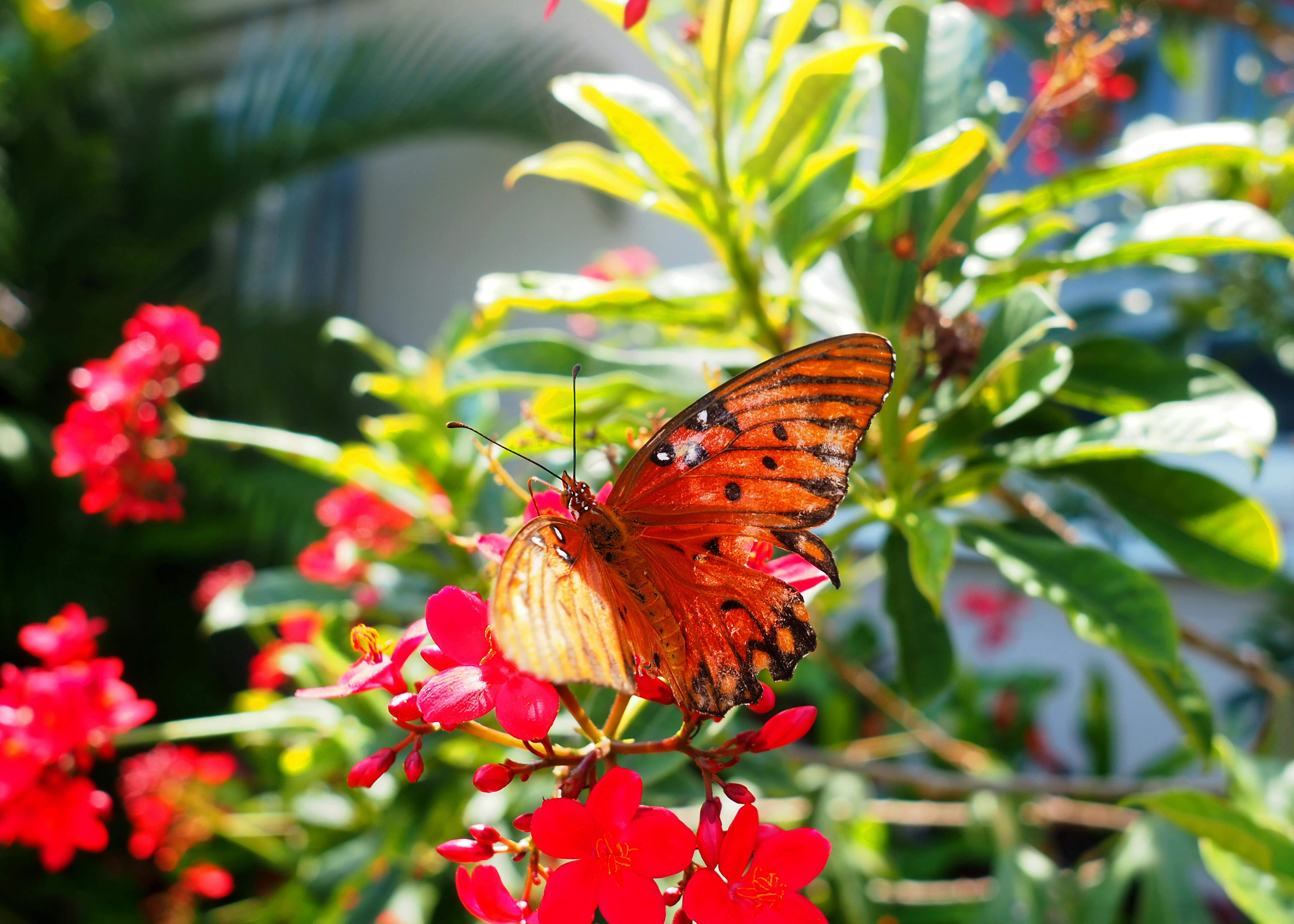 Bugs and Insects 20 Photos & Videos Collected by Alexa Heinrich