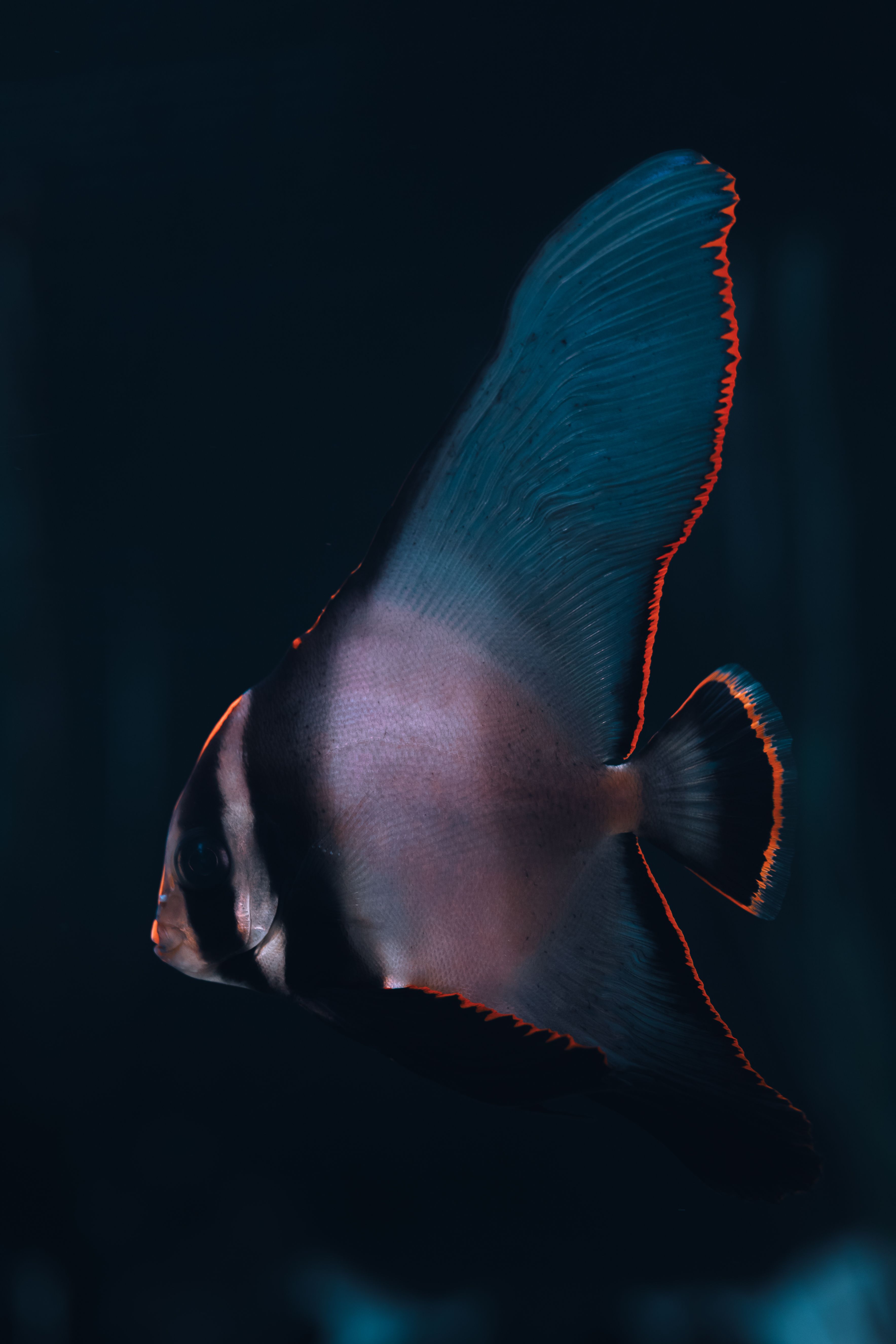 Fish in Sea Darkness · Free Stock Photo