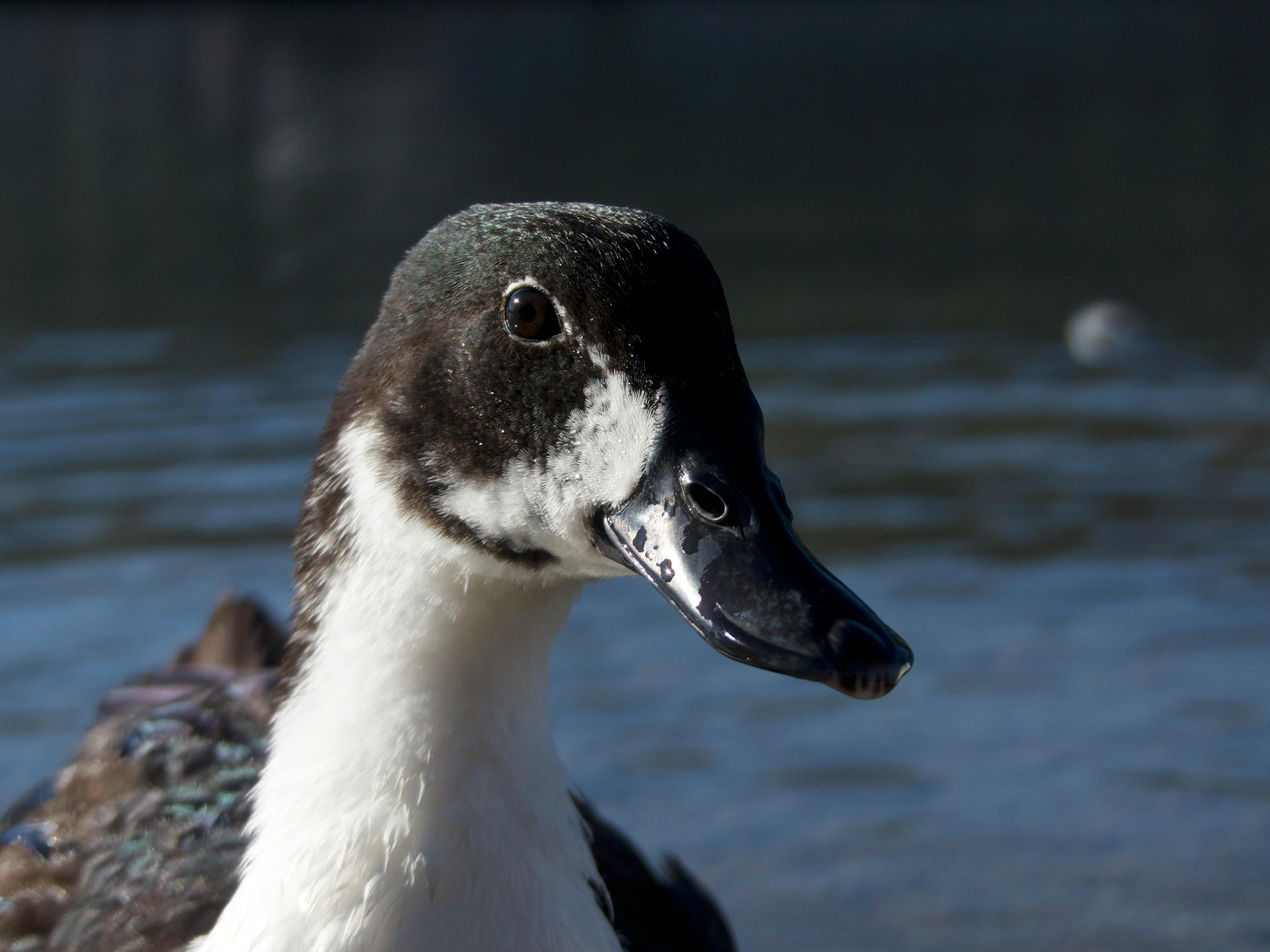 Flat Duck Photos, Download The BEST Free Flat Duck Stock Photos & HD Images