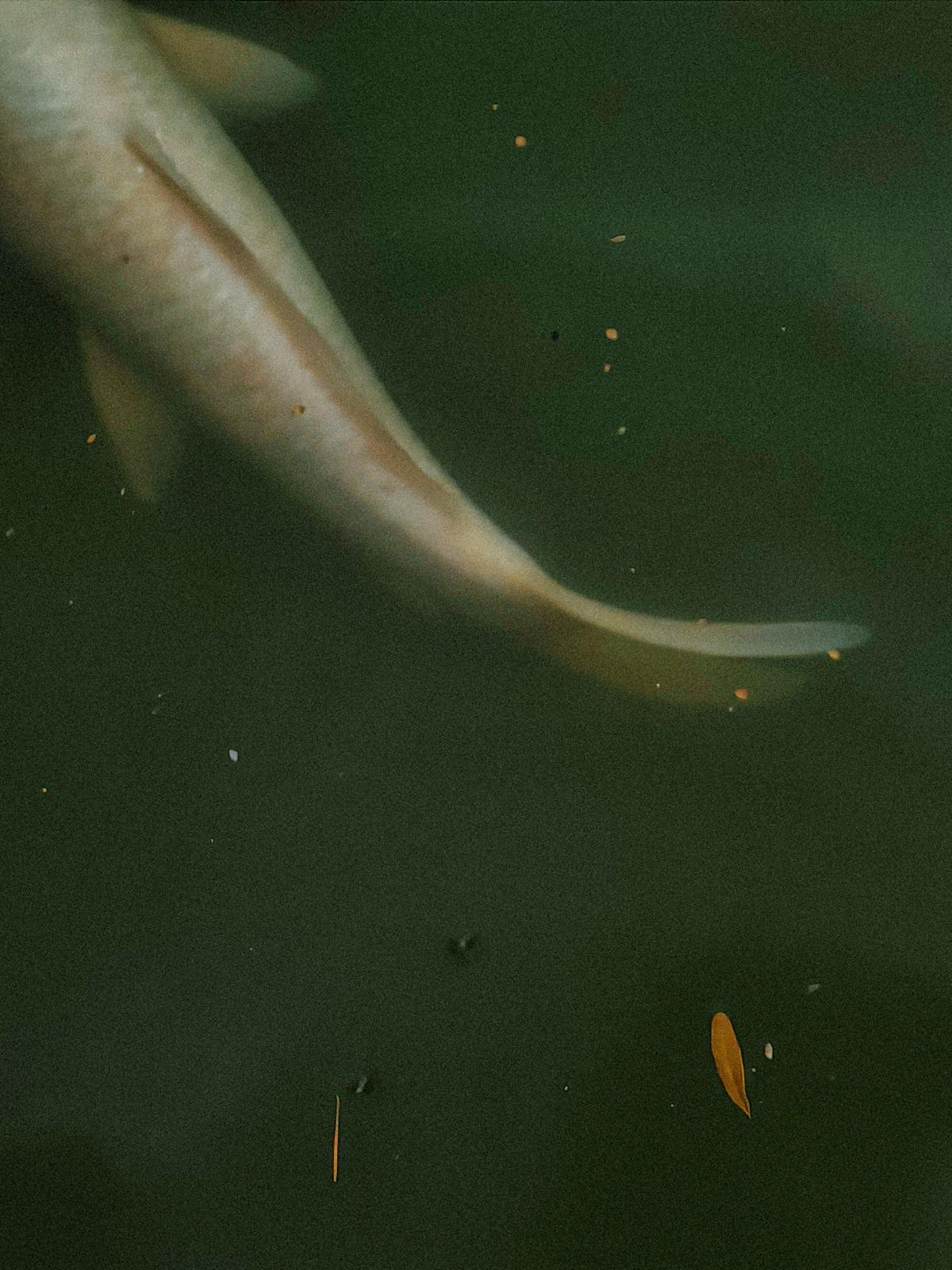 Fish Swimming Photos, Download The BEST Free Fish Swimming Stock Photos ...