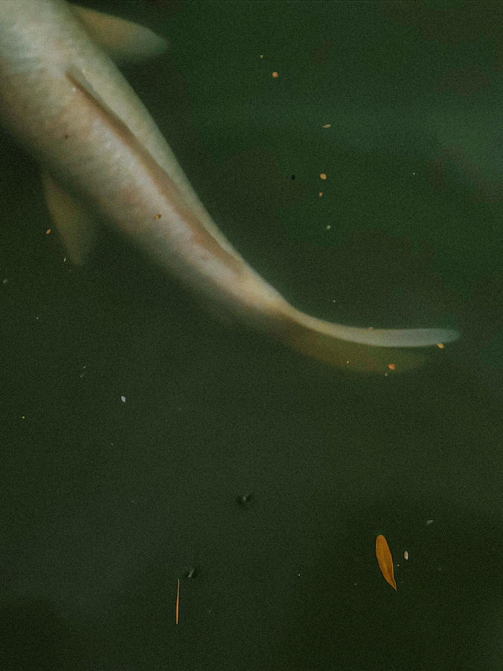 Tail Photos, Download The BEST Free Tail Stock Photos & HD Images