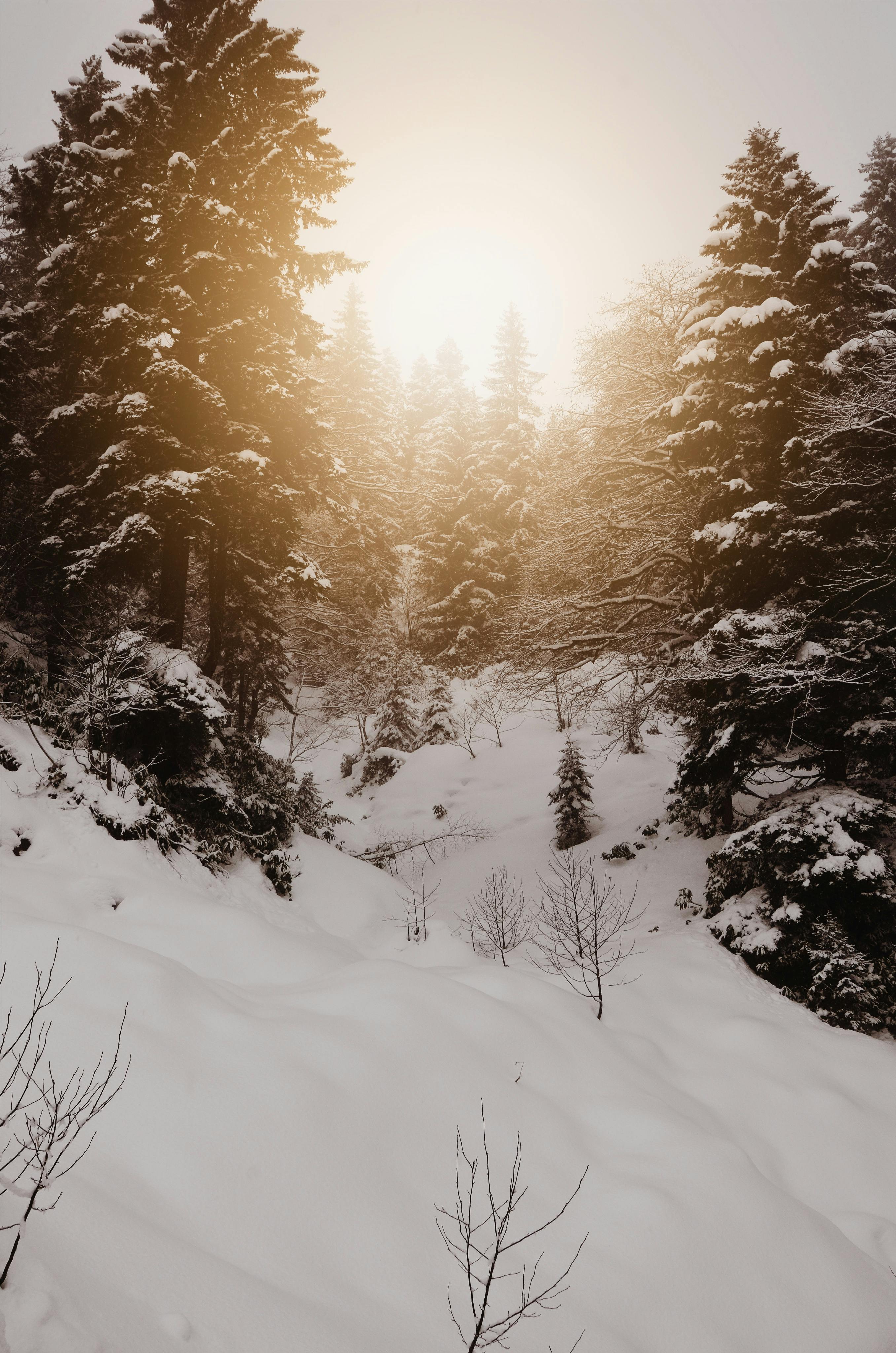 Photo of Pine Trees on Snowy Field · Free Stock Photo