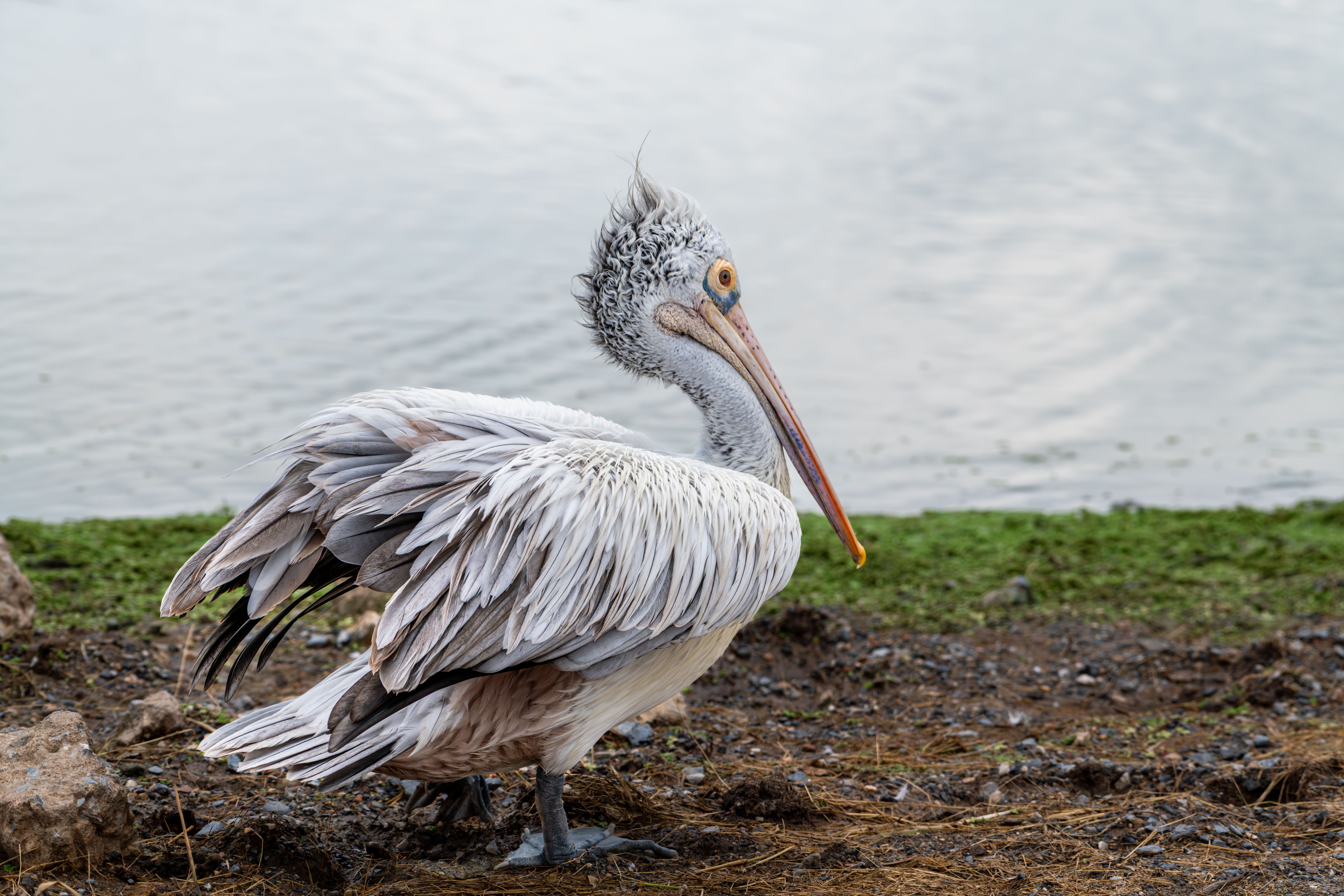 Palmera Florida Photos, Download The BEST Free Palmera Florida Stock ...