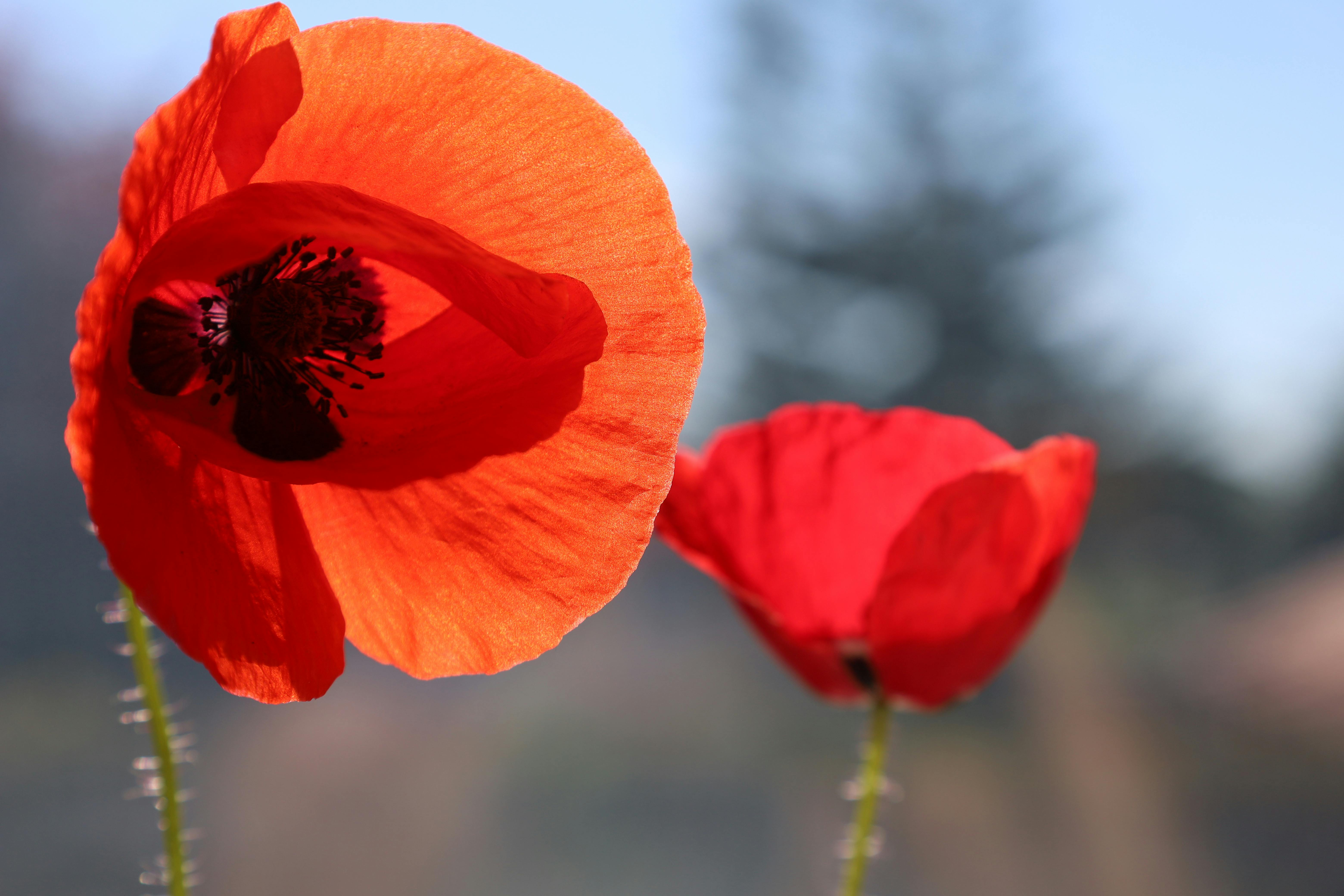 Two red poppies are shown in the sun · Free Stock Photo