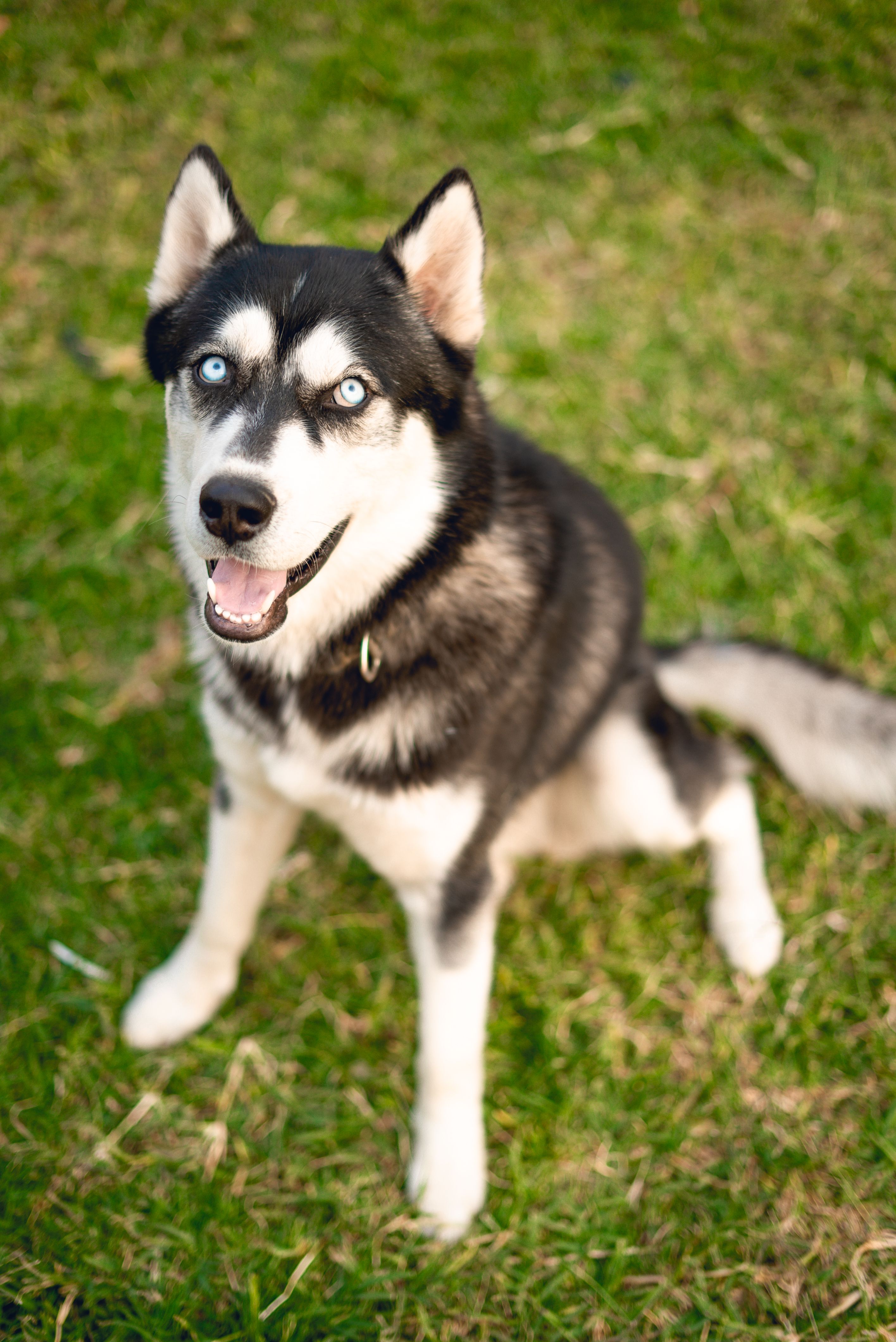 Adult Siberian Husky Selected Focus · Free Stock Photo