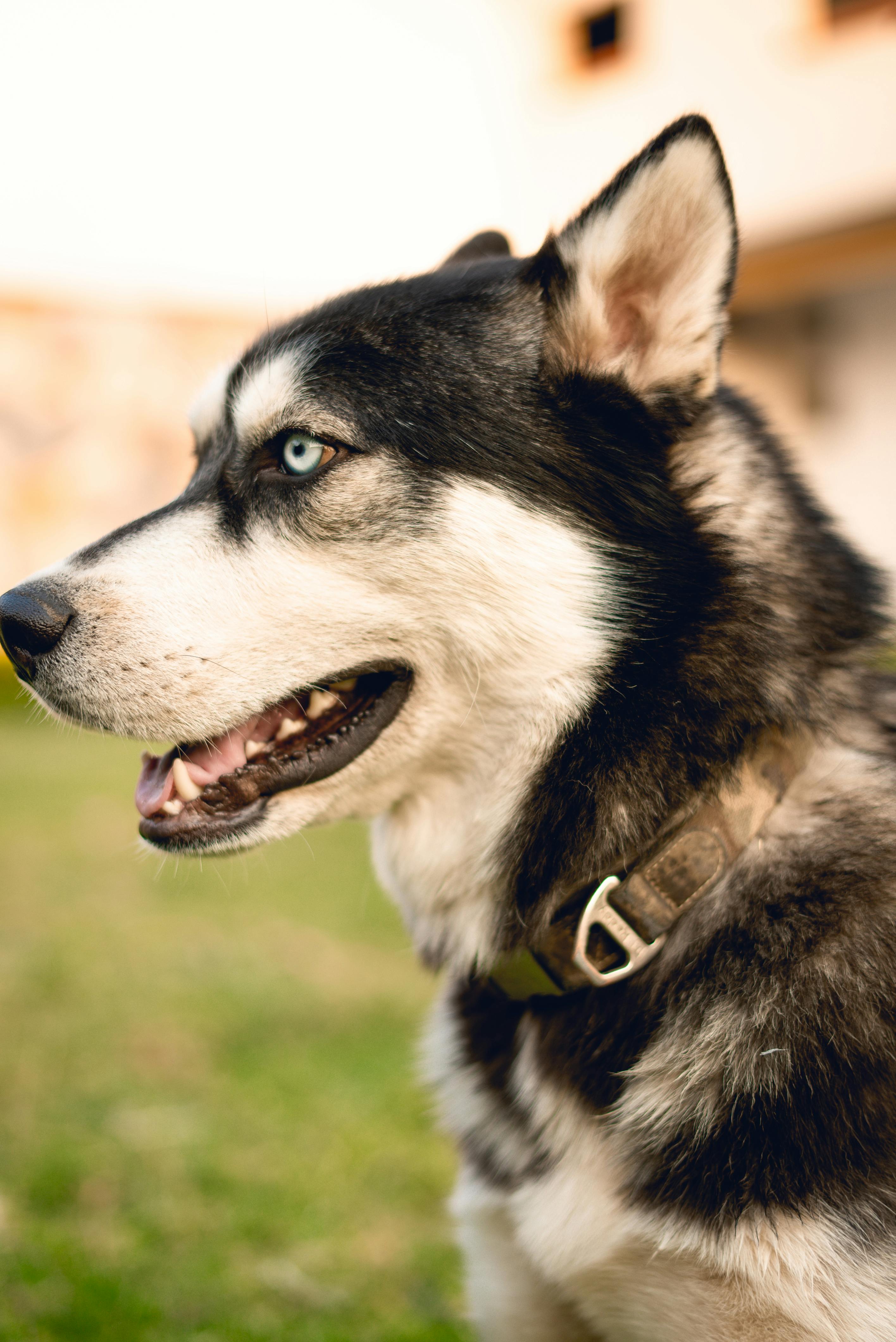 Free stock photo of alaskan husky look, alert, alert expression ...