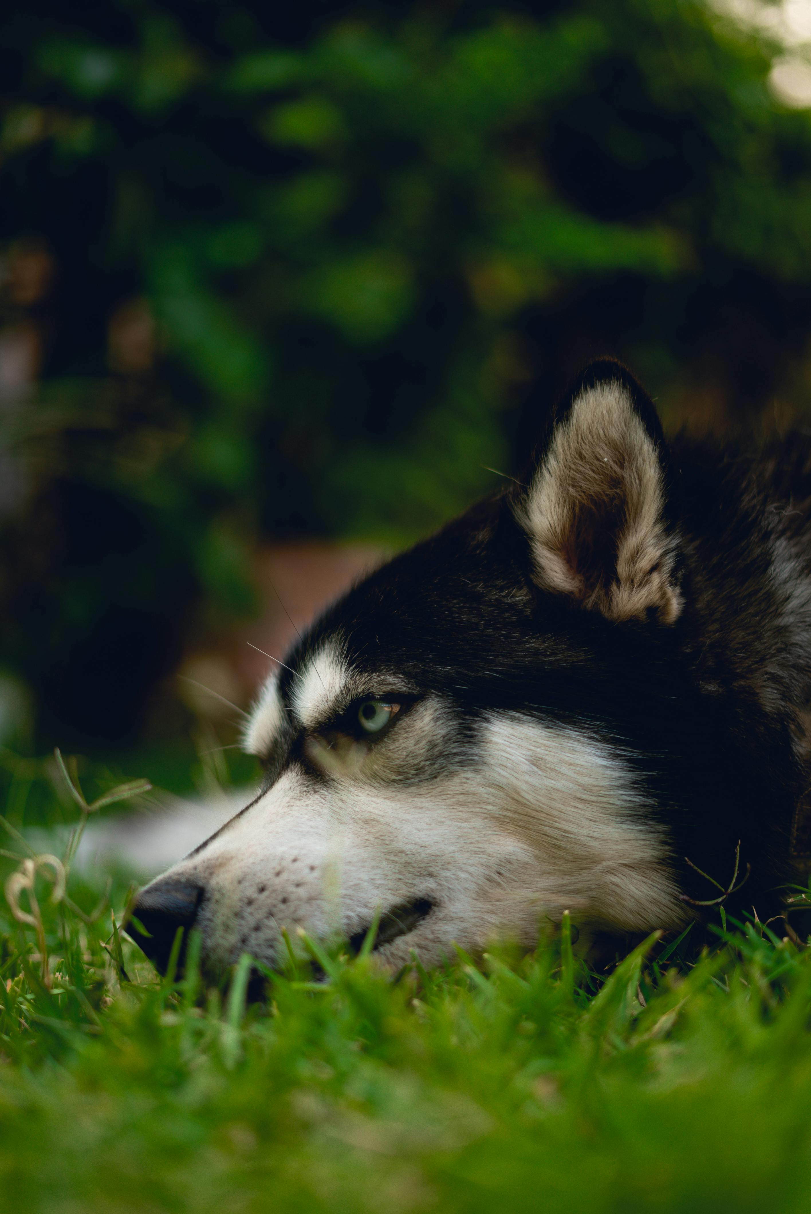 A Dog Lying on the Ground · Free Stock Photo