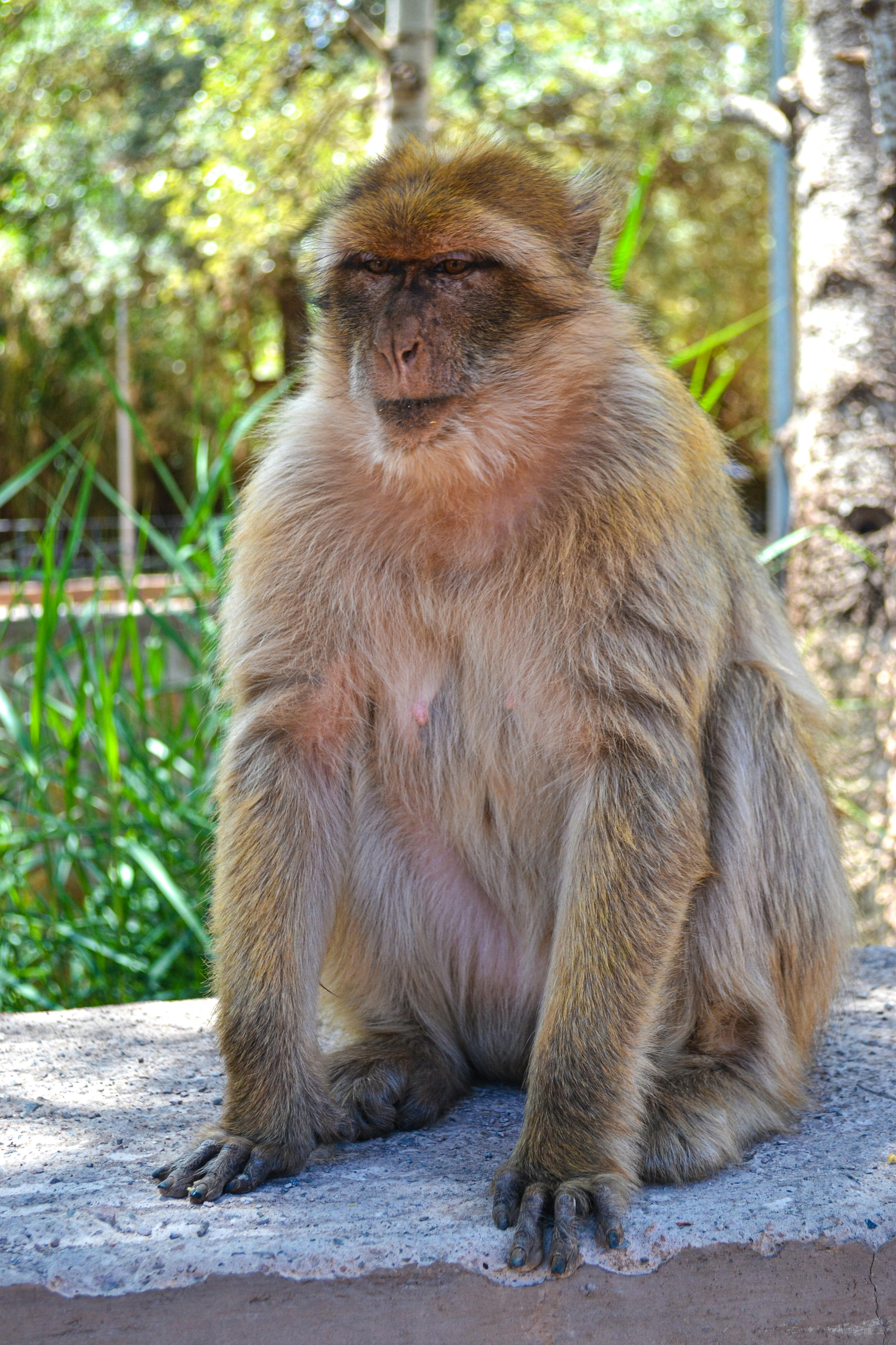 Baby Monkey Hanging at the Back Off Adult Monkey · Free Stock Photo