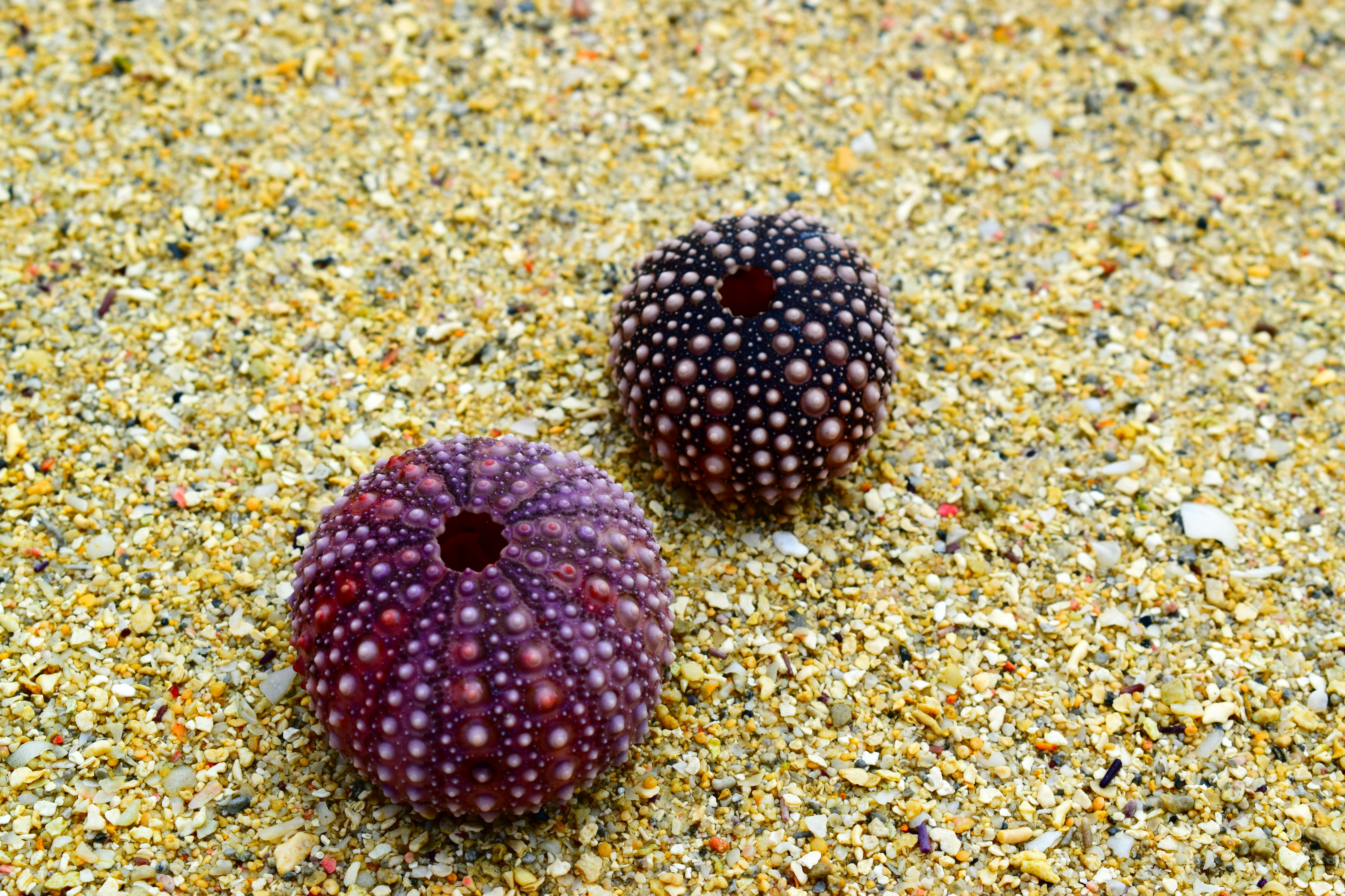 A Close-Up Shot of Sea Urchin Shells · Free Stock Photo