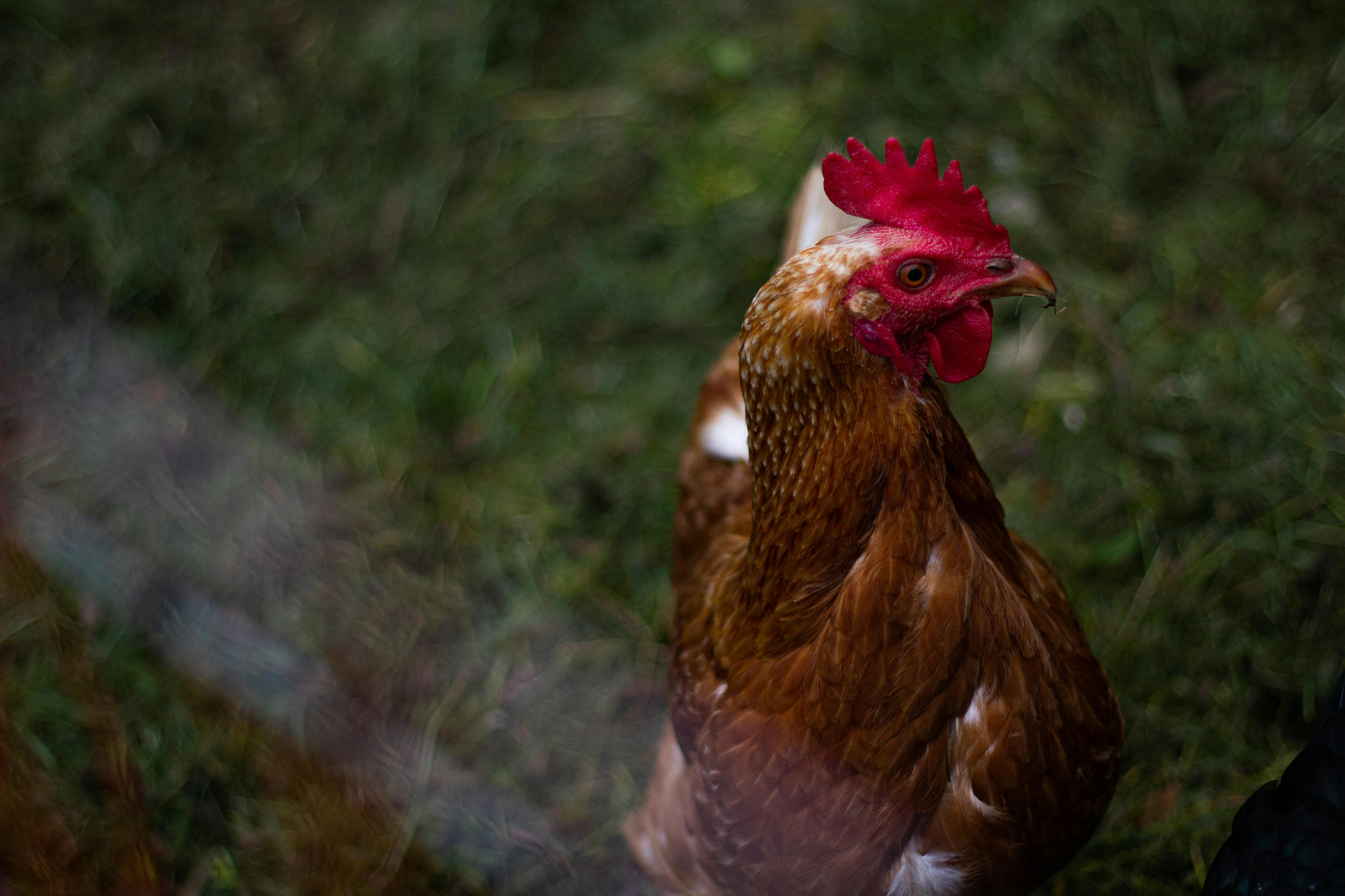 Close-up of a Chicken Standing on the Grass · Free Stock Photo