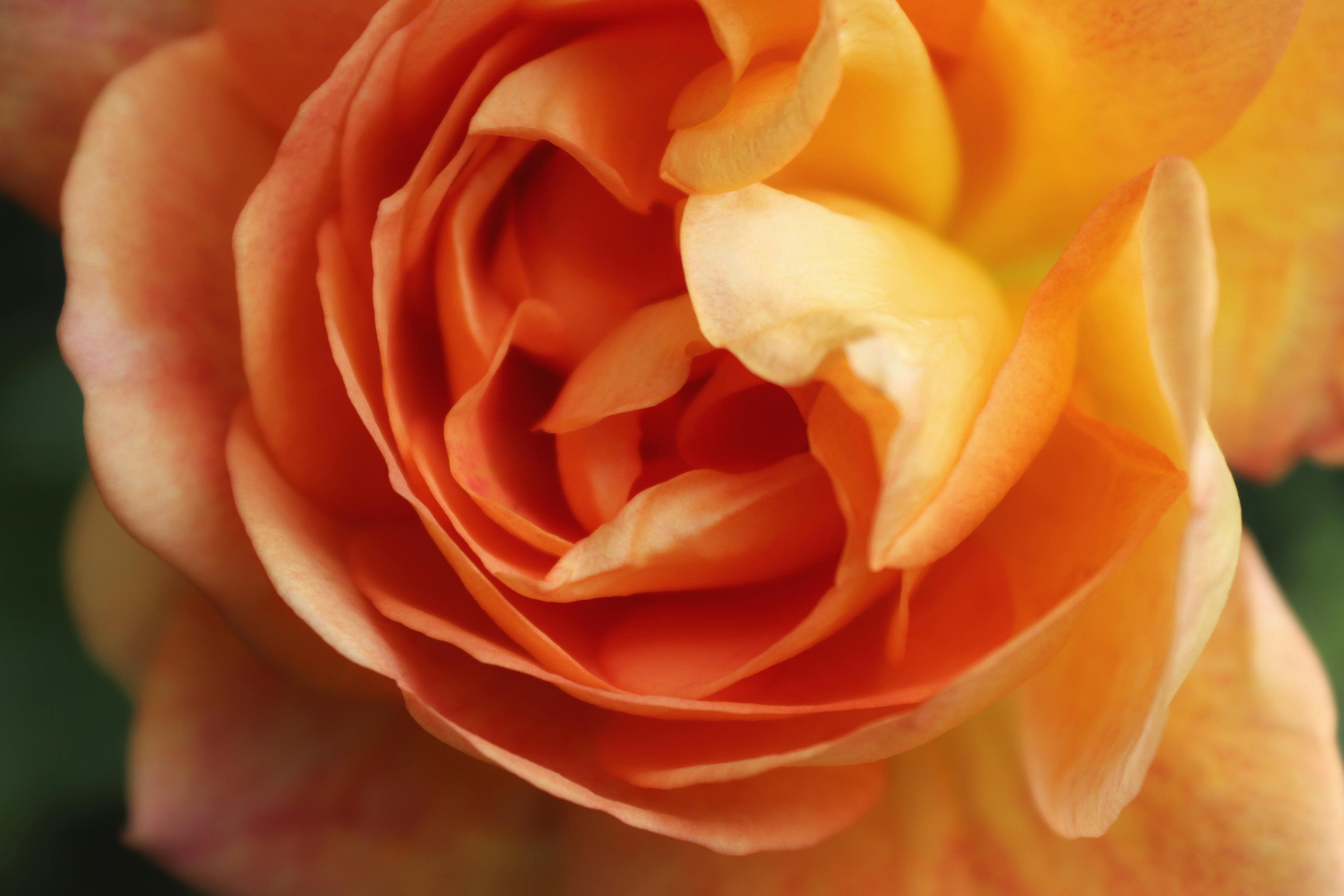 Close-up of Orange Rose Petals · Free Stock Photo