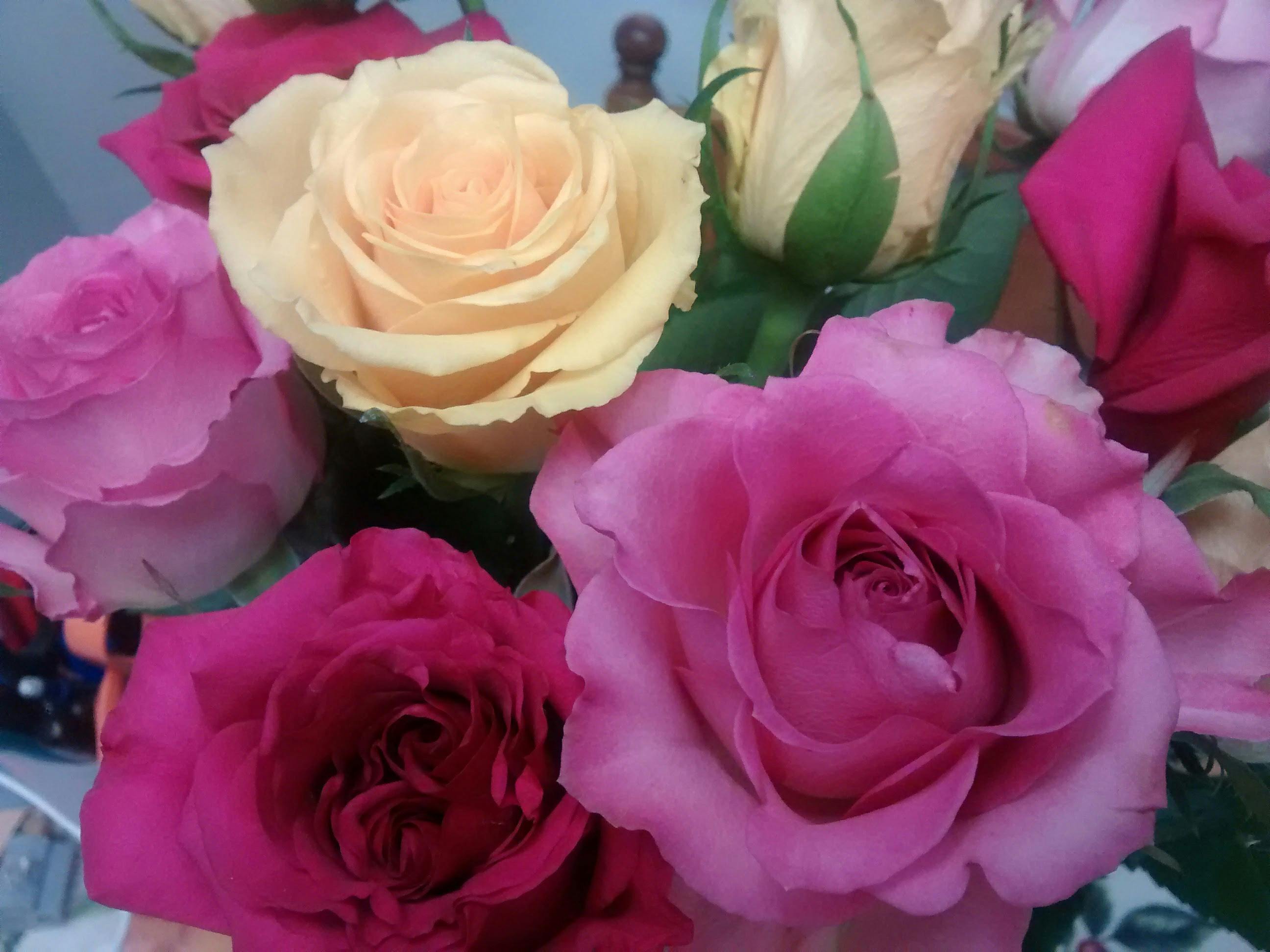 Free stock photo of beautiful flowers, Beautiful roses, roses