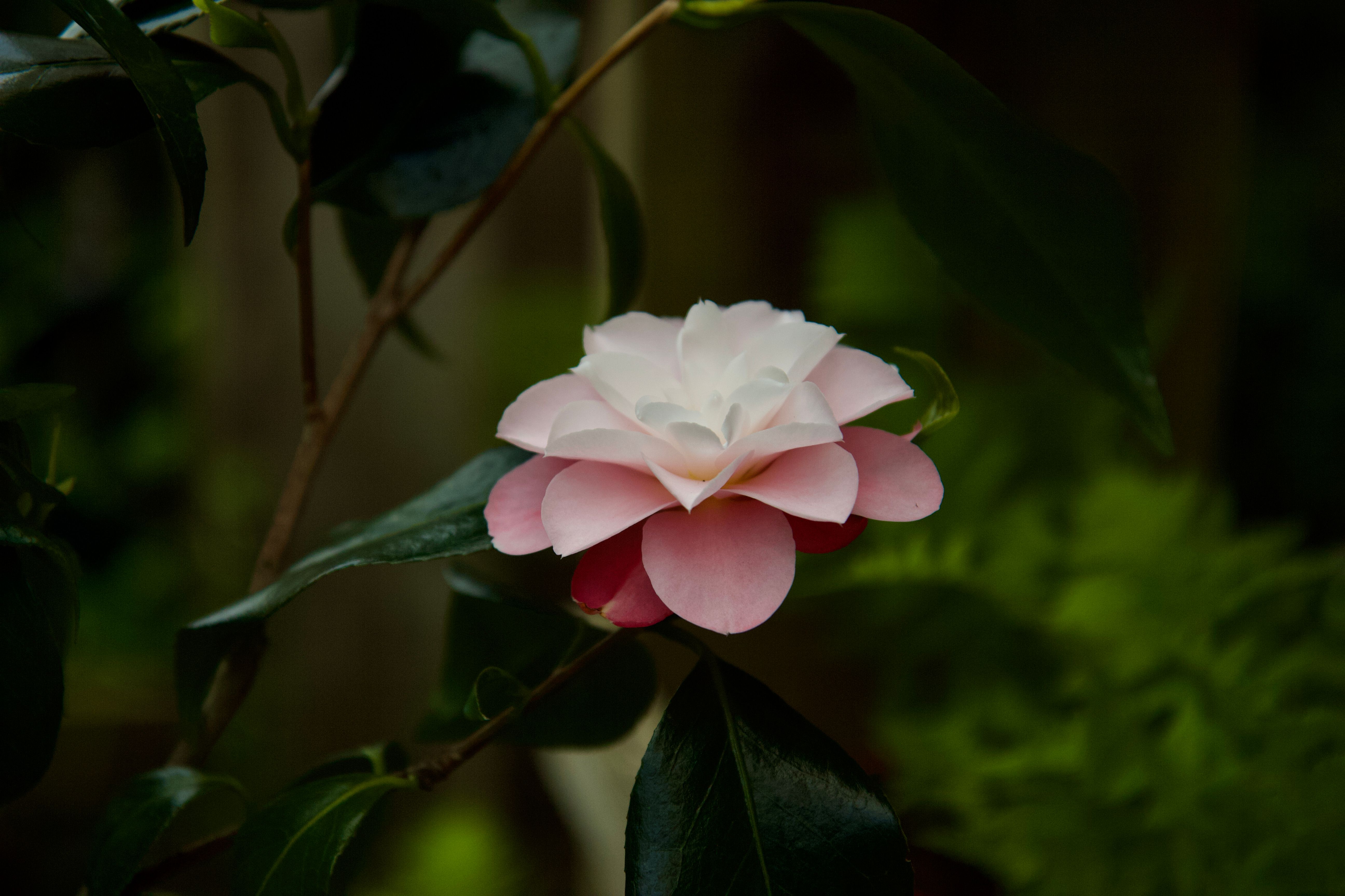 Close up of a Japanese Camellia · Free Stock Photo