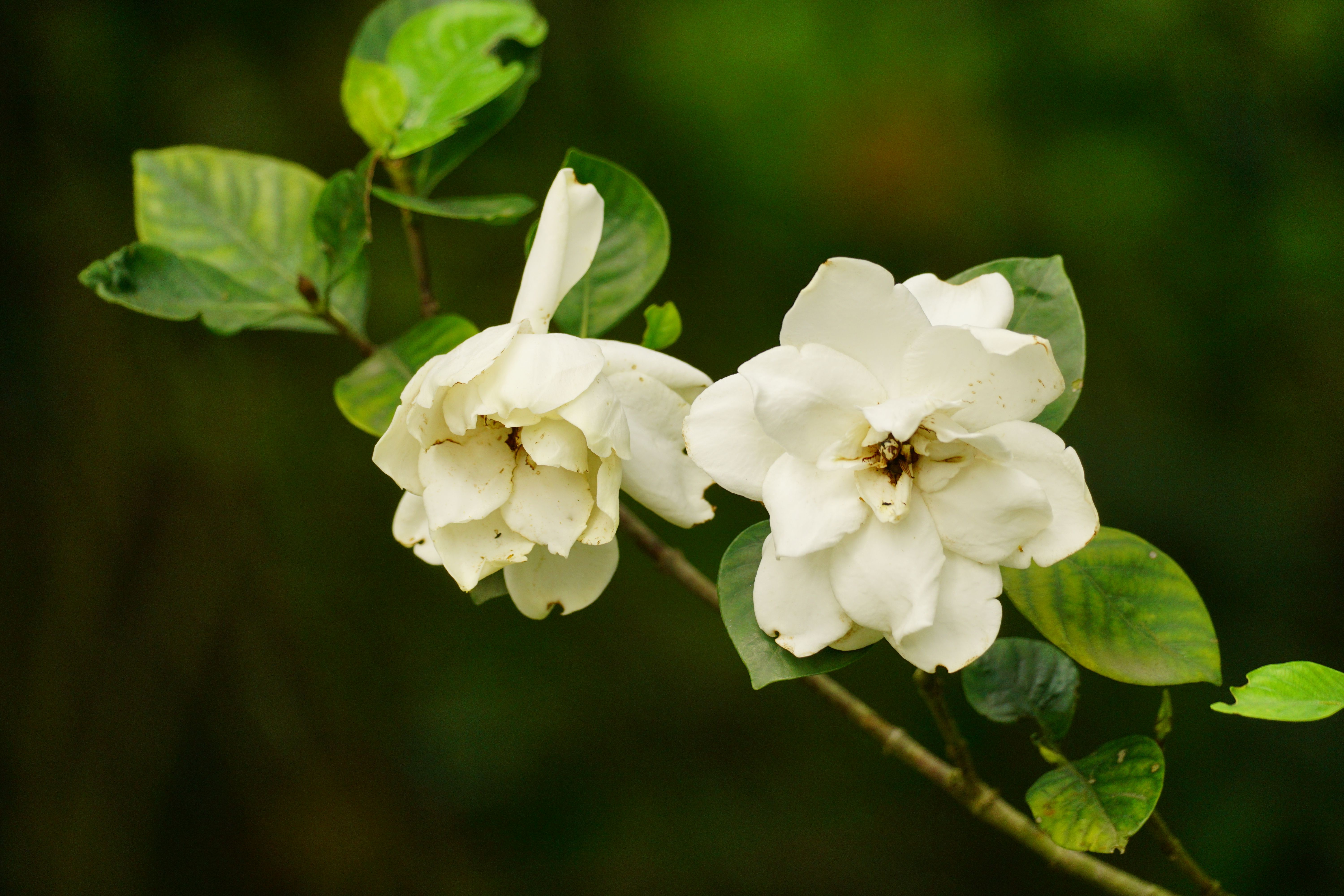 Gardenia Background Photos, Download The BEST Free Gardenia Background ...